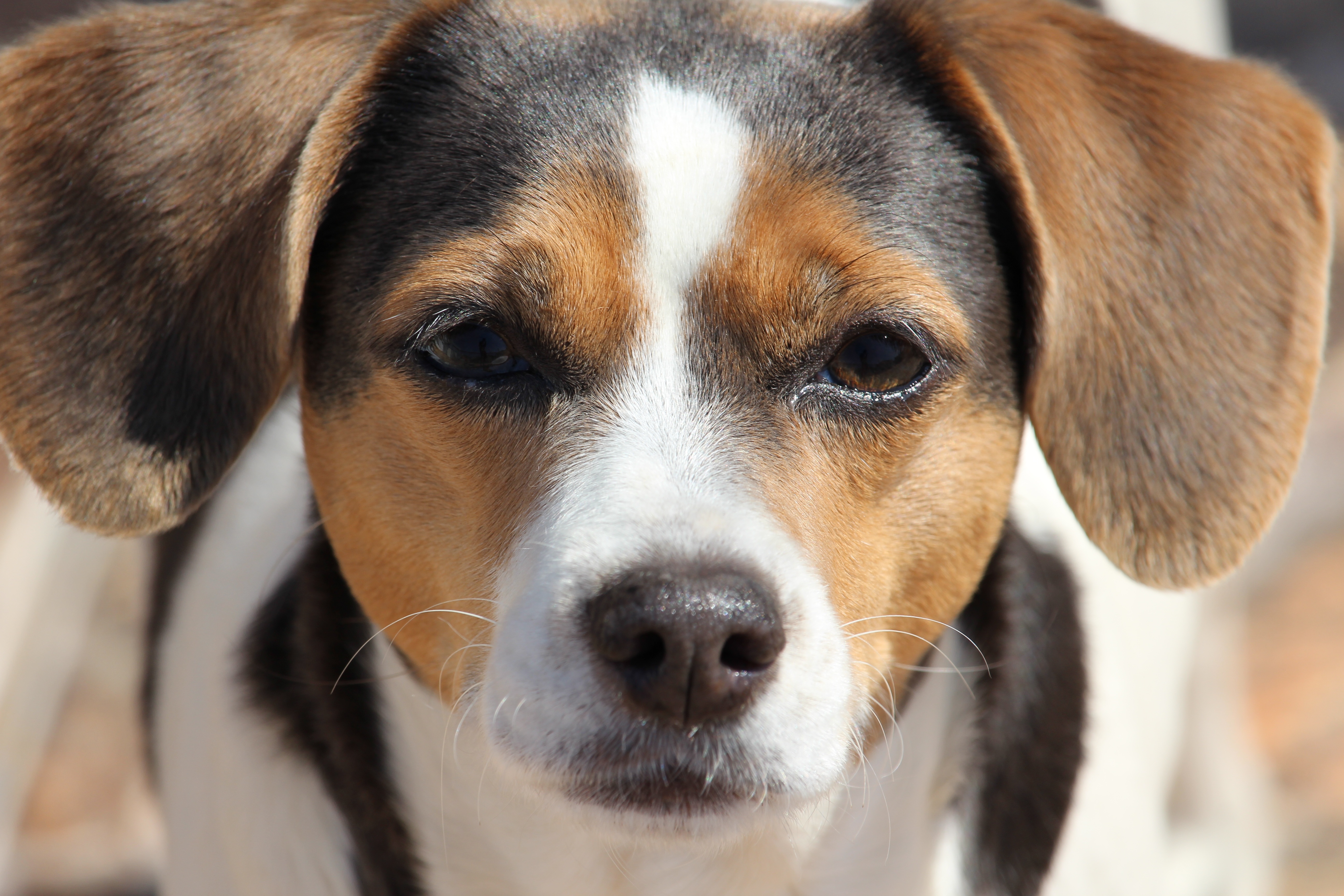 Dog Animal Pet free image download