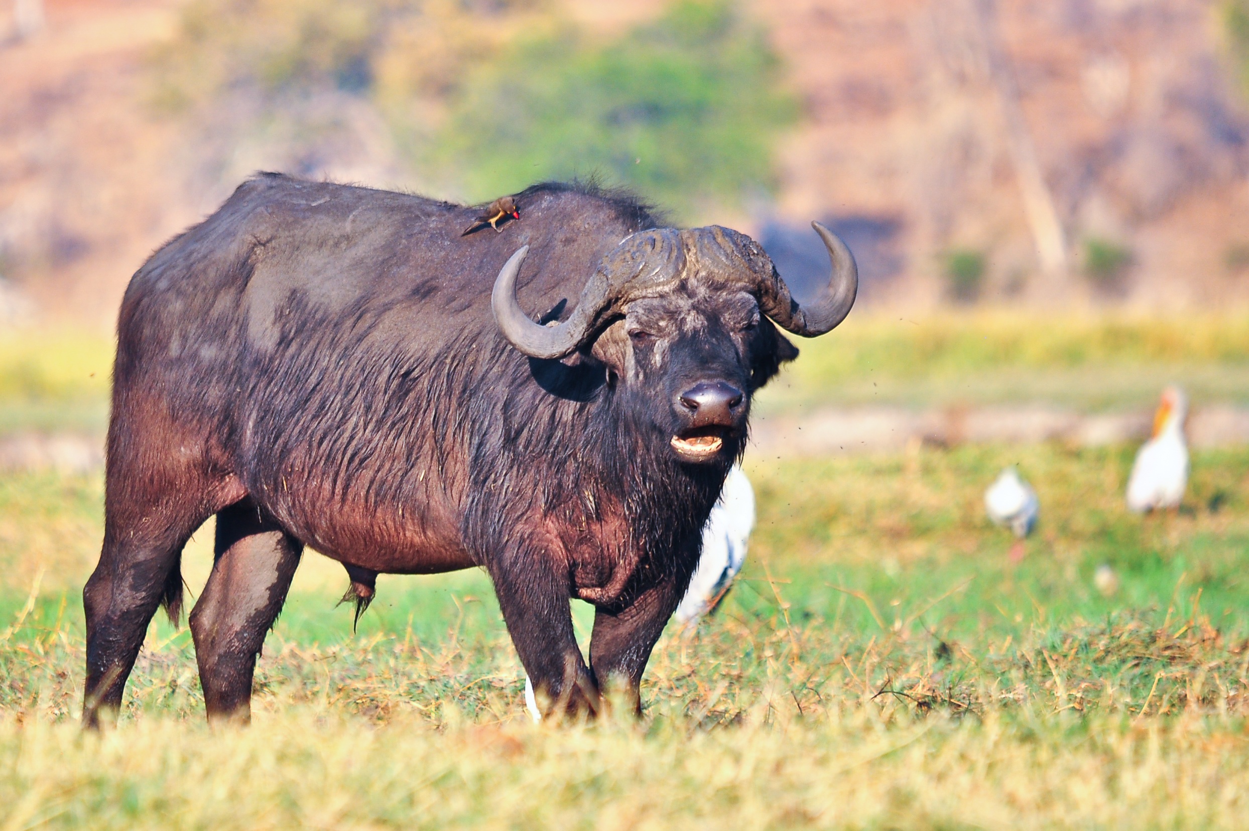 Mammal Animal Grass free image download