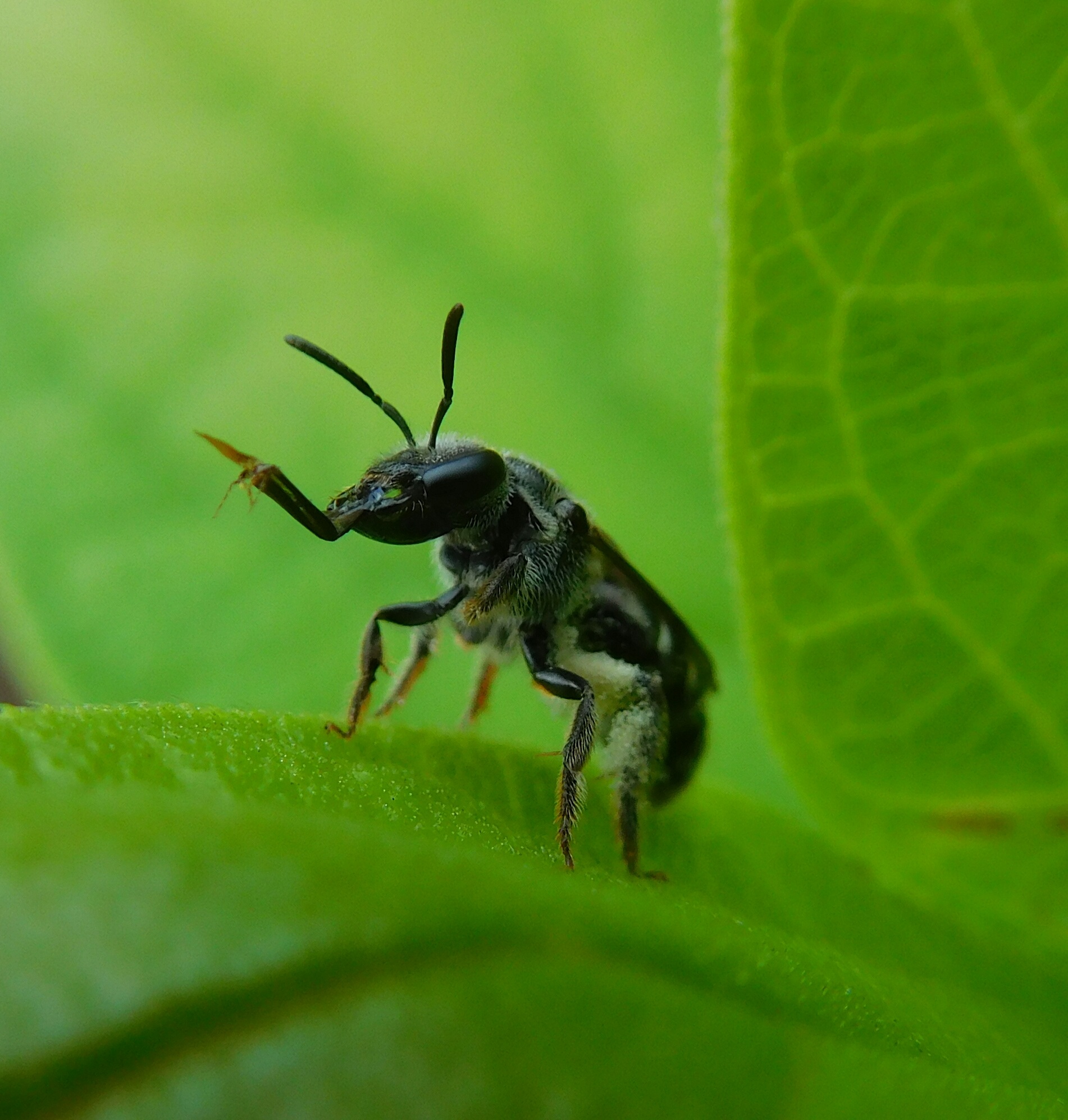 Insect Nature Animal free image download