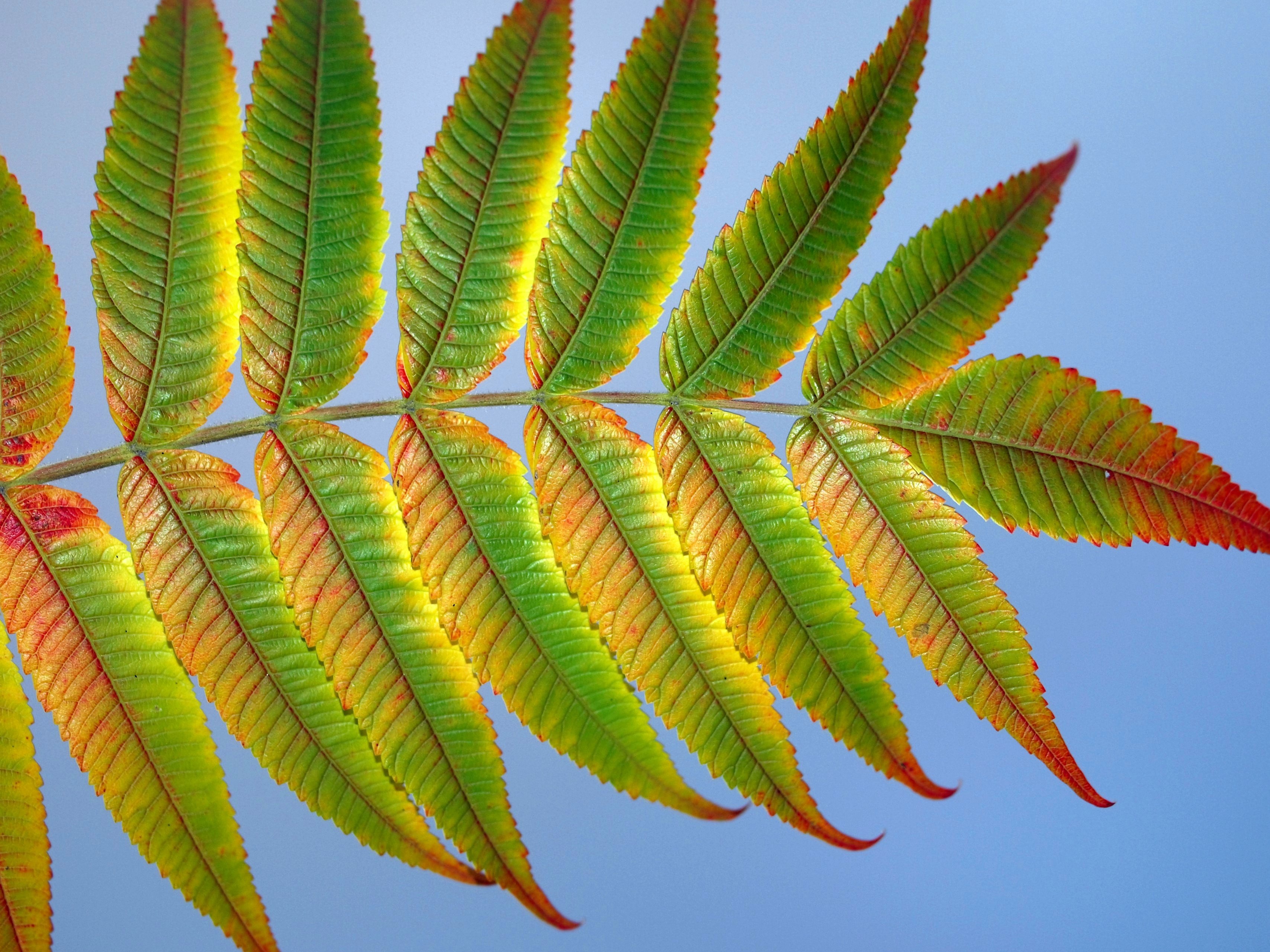 Leaf Nature Flora free image download