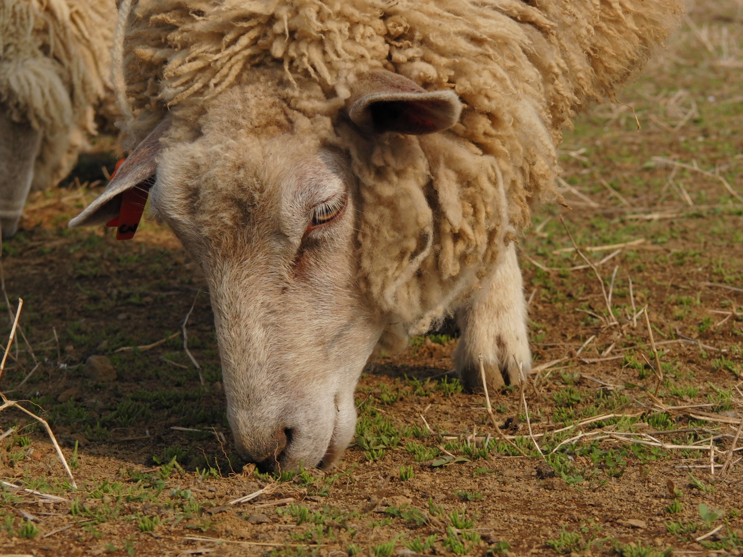 Sheep with long hair eats grass free image download