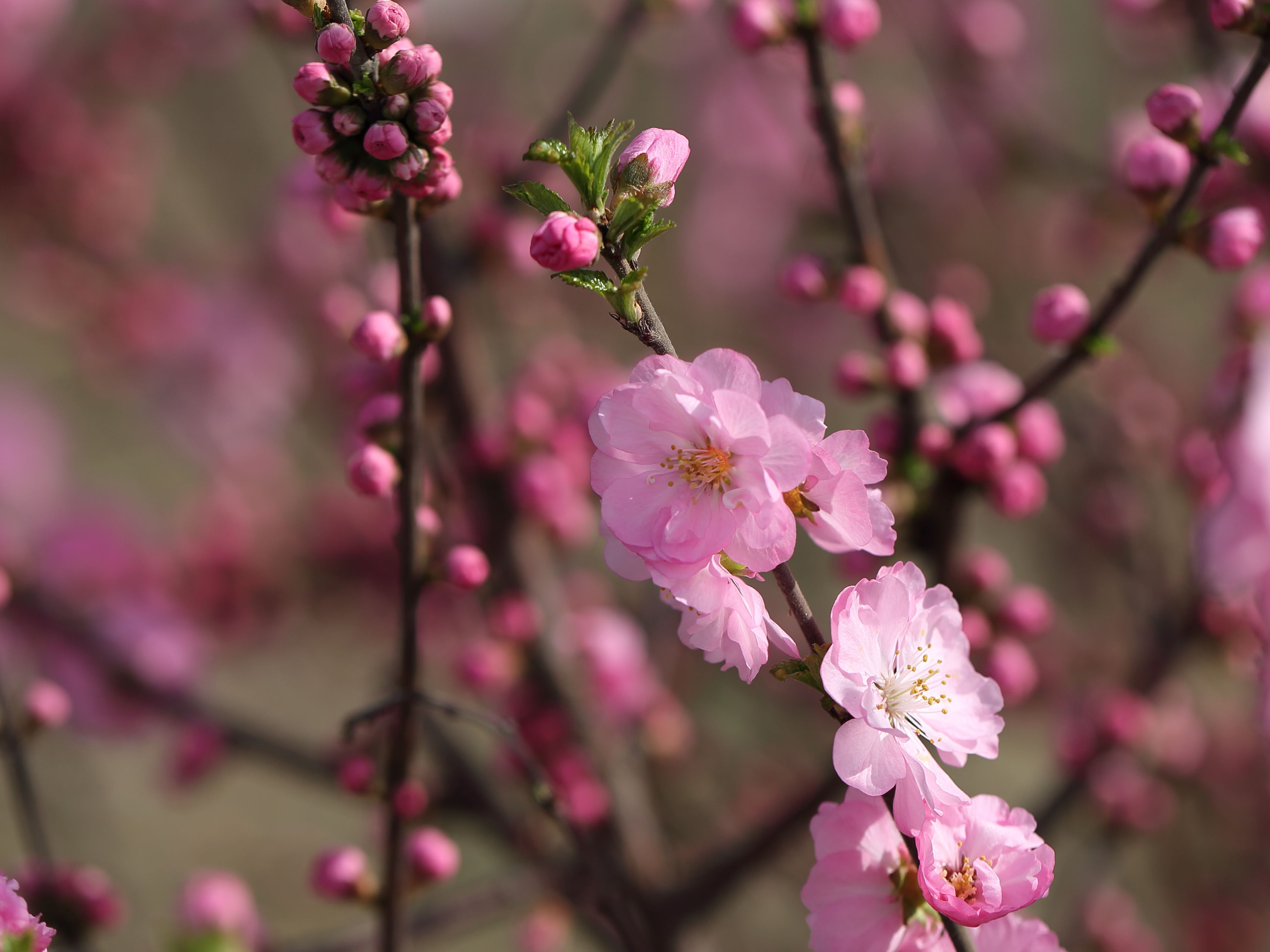 Flower Branch Cherry Wood free image download