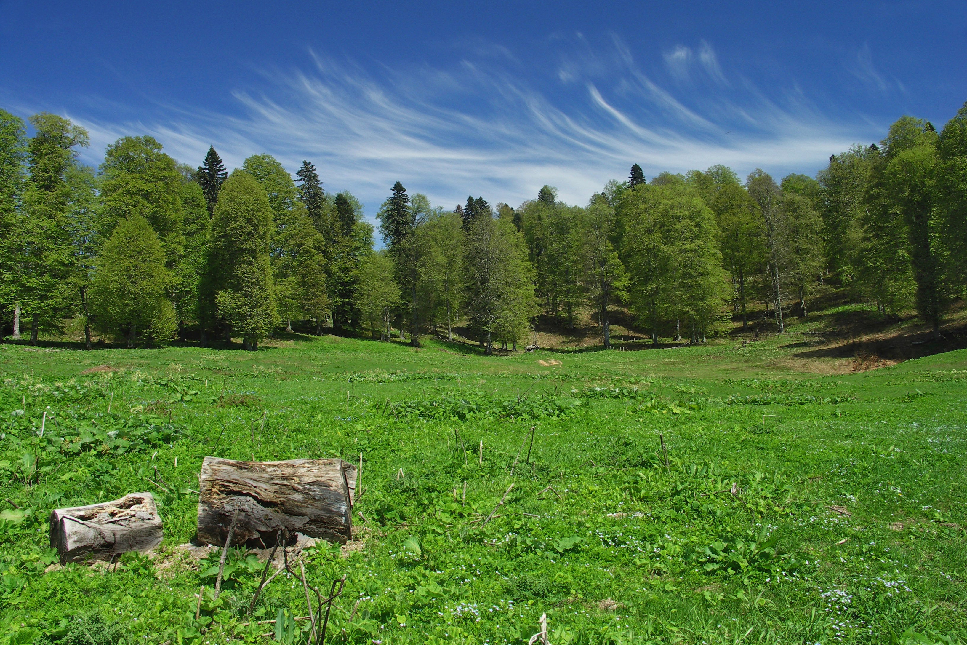 Nature Tree Grass free image download