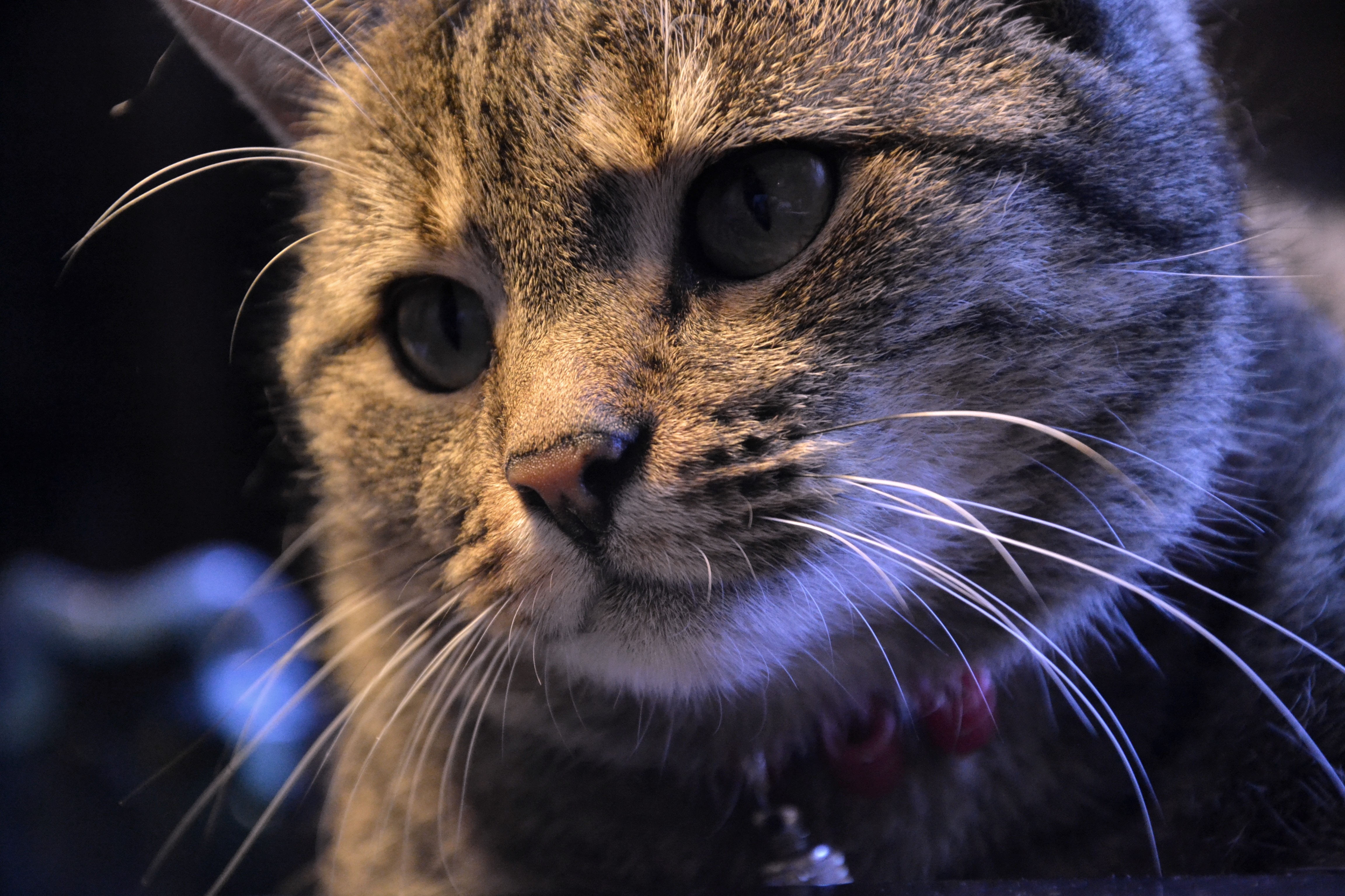 Cat Animals Mammals free image download