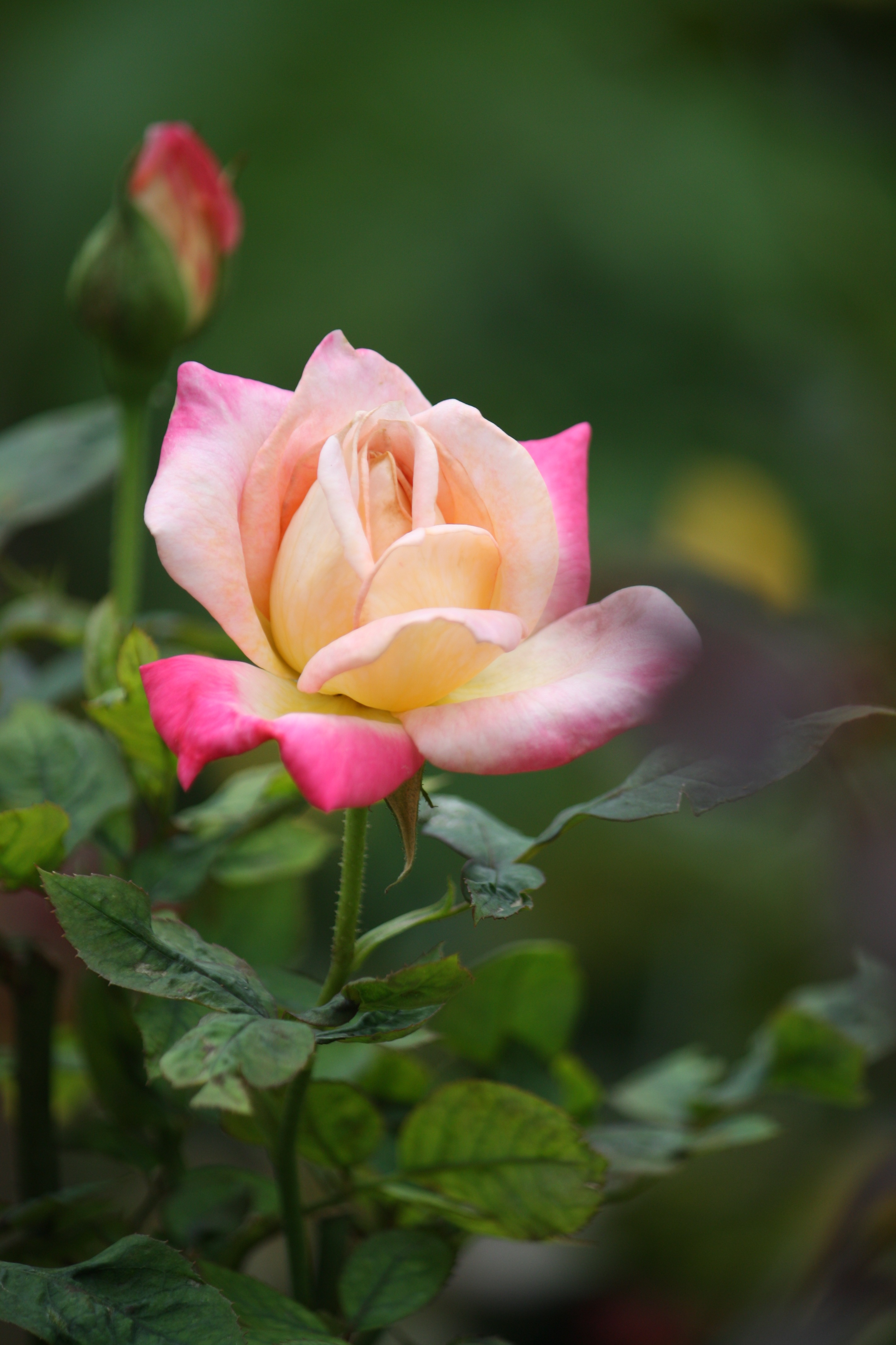 Flower Nature Flora free image download