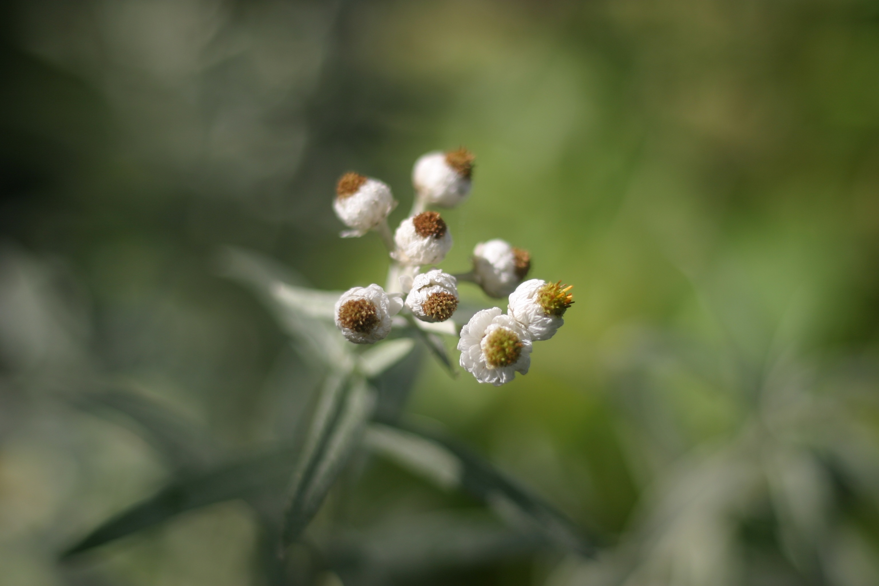Helichrysum Flower Summer free image download
