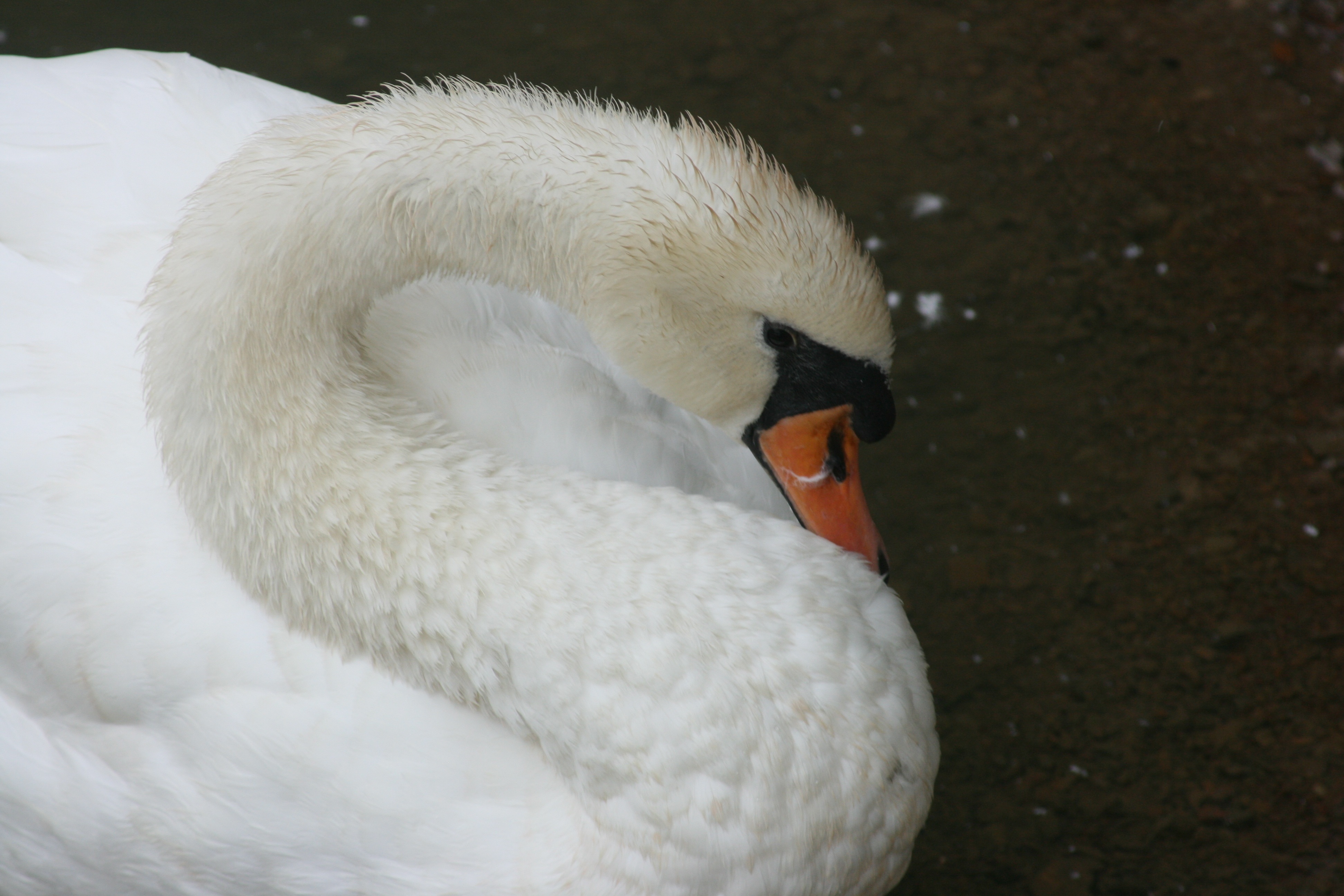 Swan Bird Duck free image download