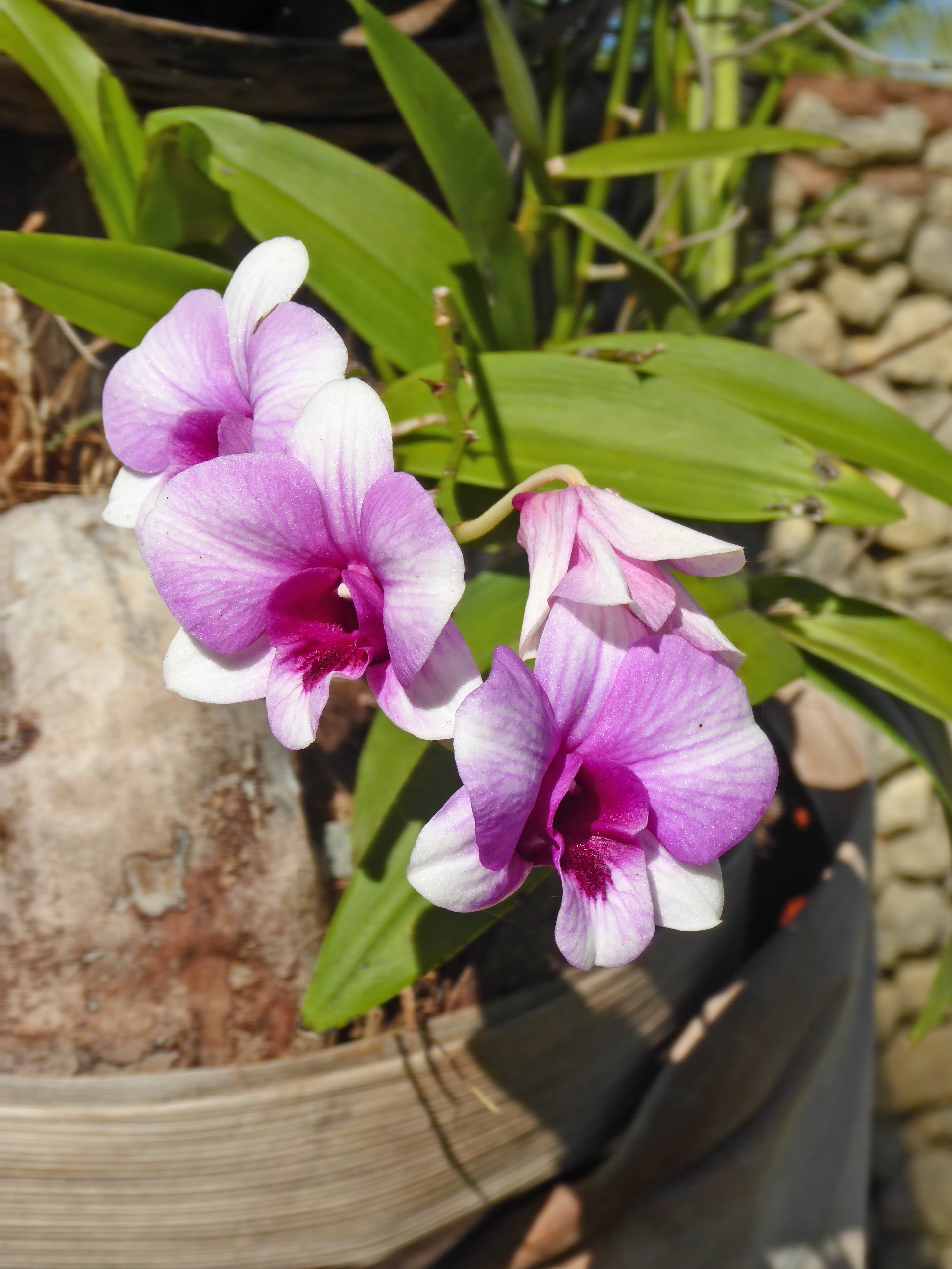 Flower Plant Nature free image download