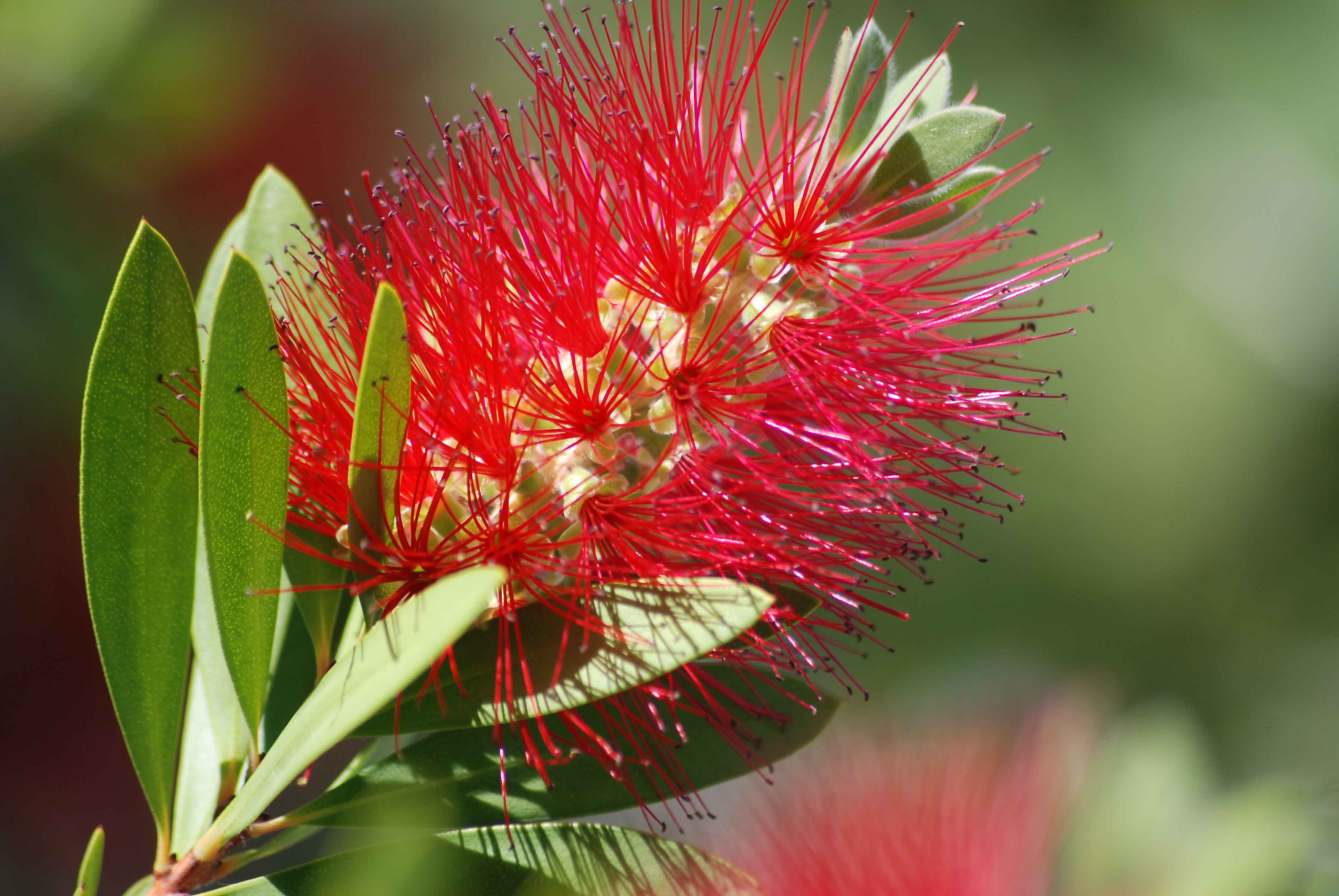 Nature Flora Flower free image download