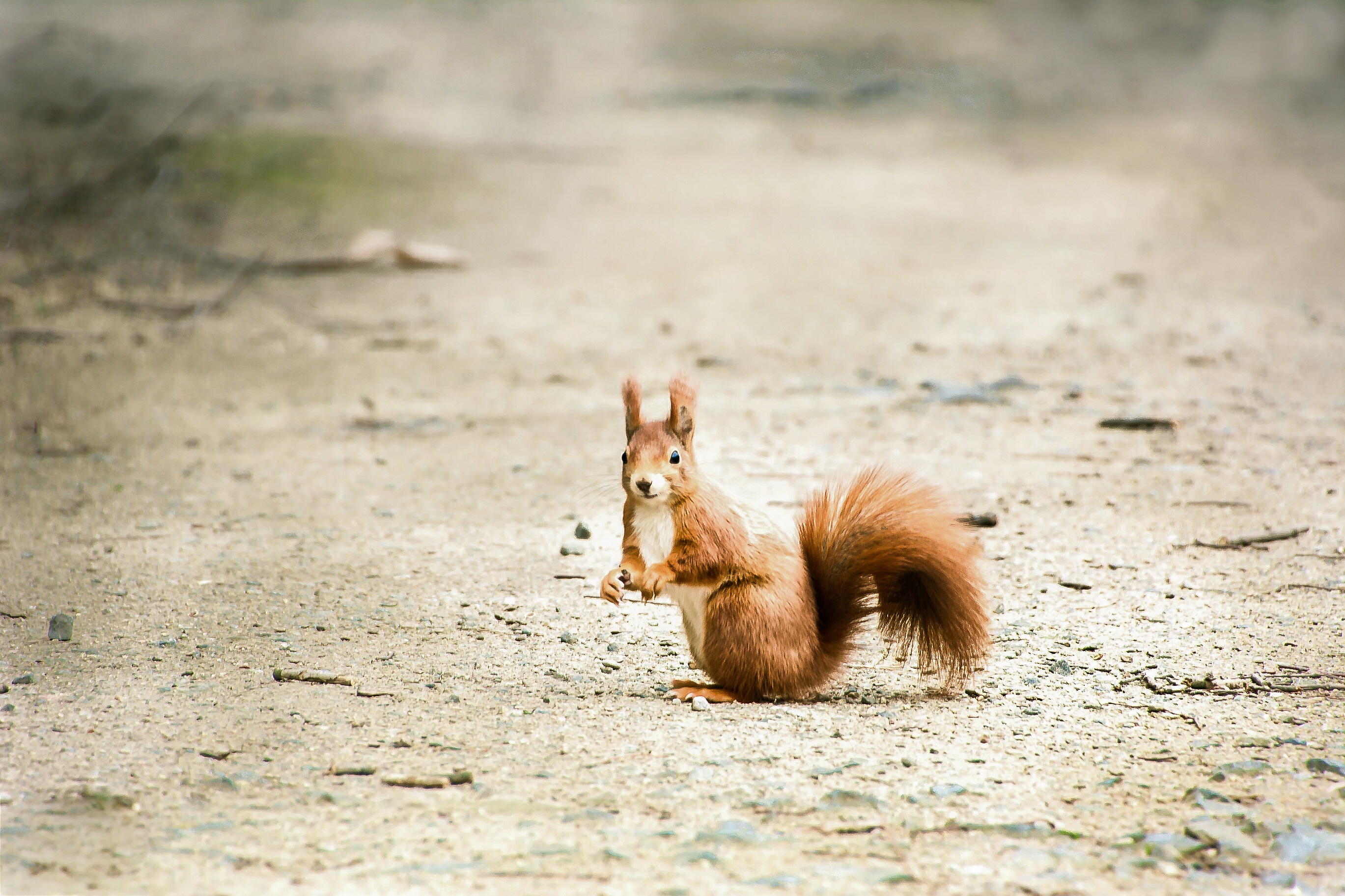 Nature Animal World free image download