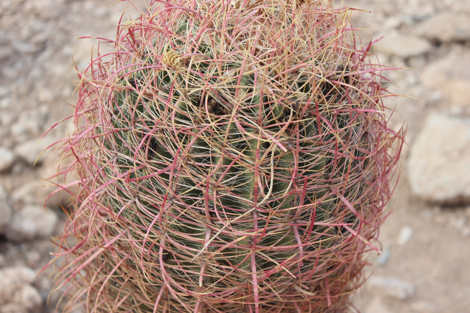 Cactus Plant Desert free image download