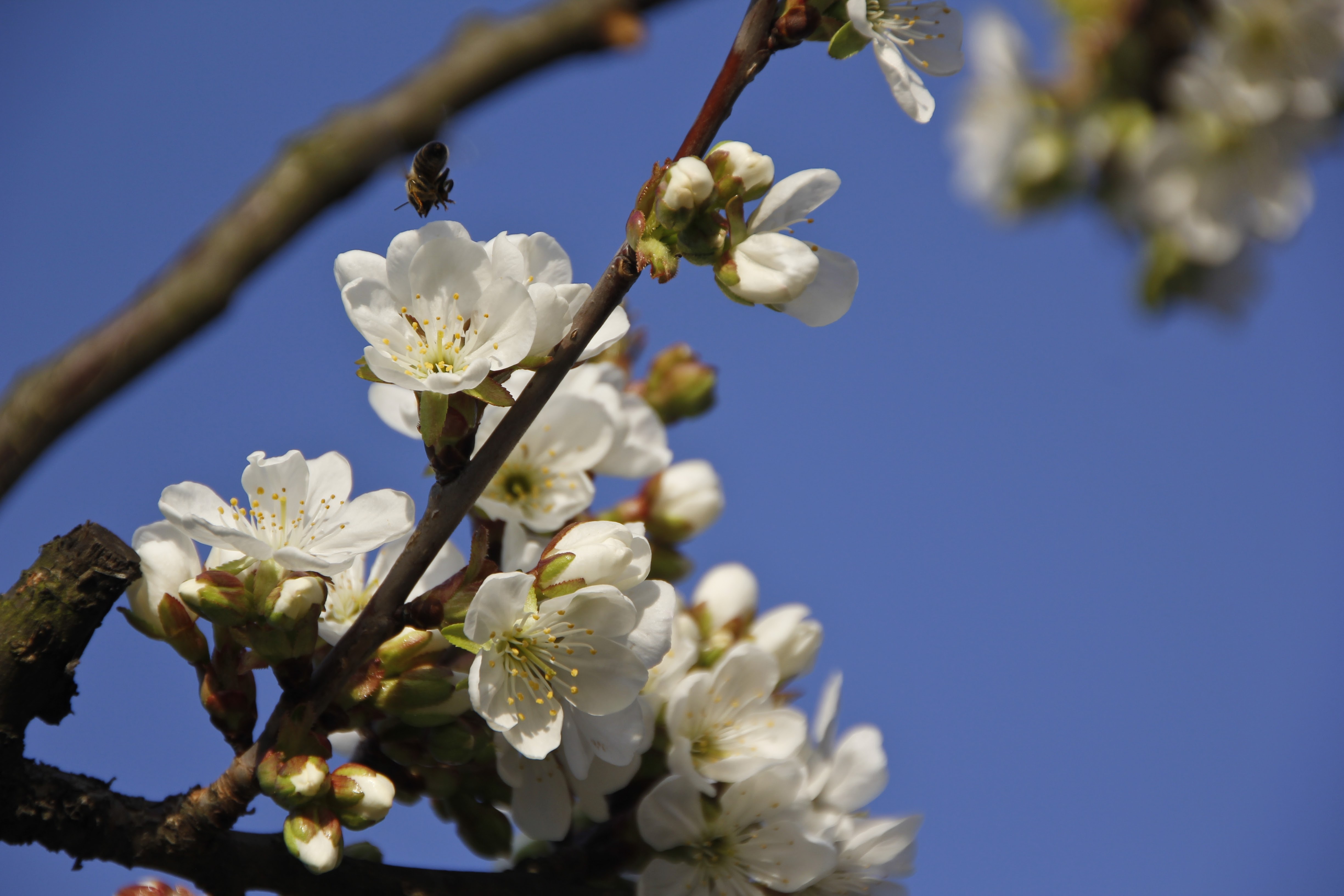 Flower Bloom Cherry Tree free image download