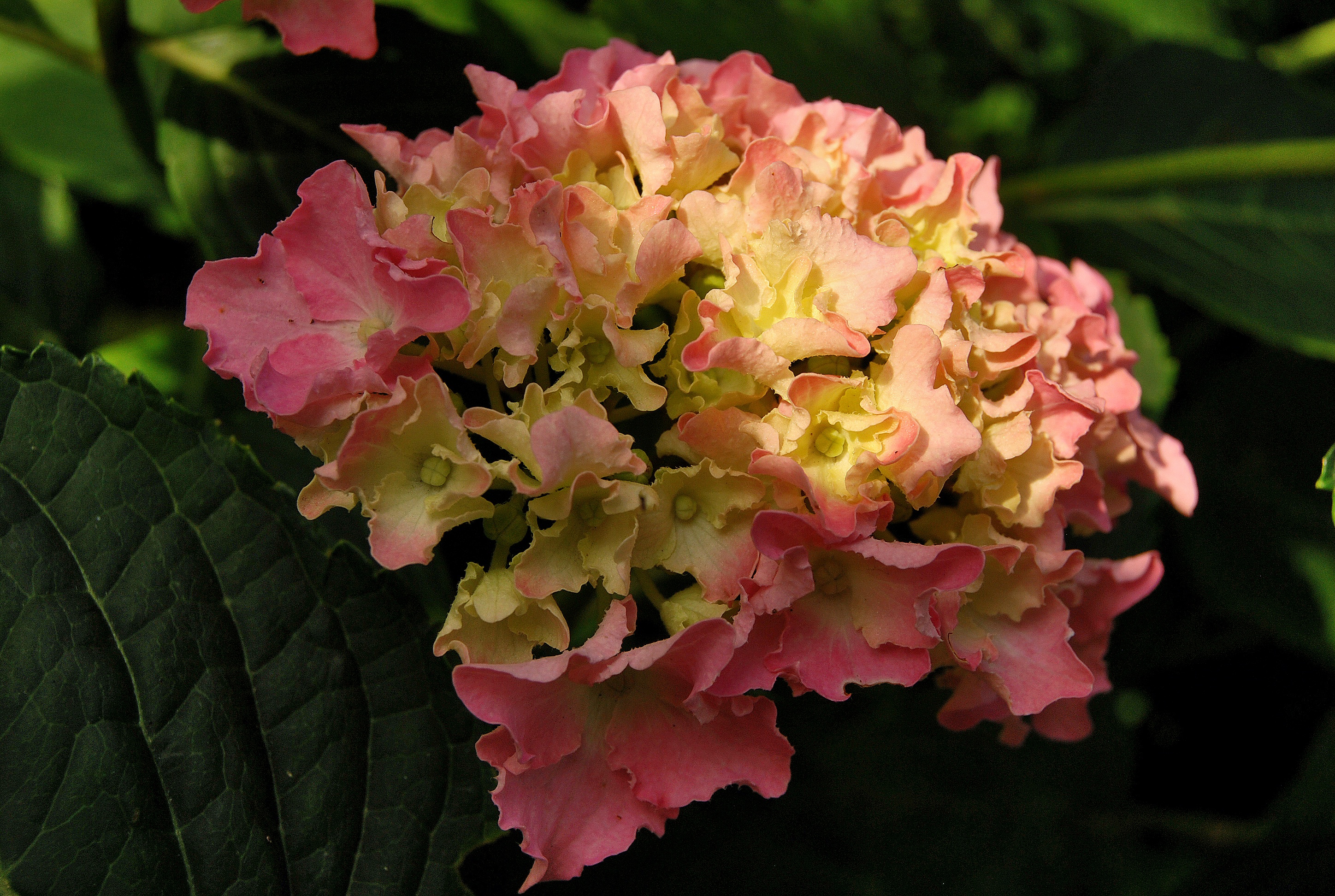 Nature Plant Hydrangea free image download