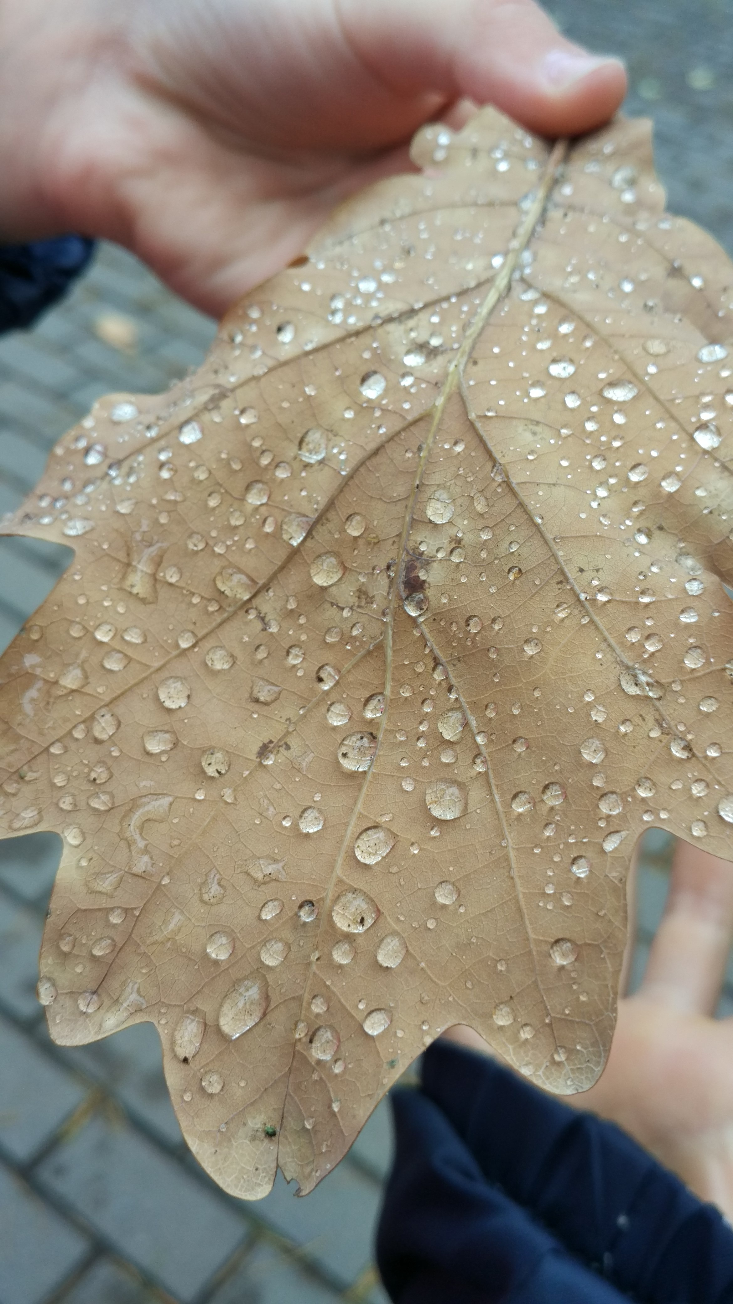Rain Sheet Nature No free image download