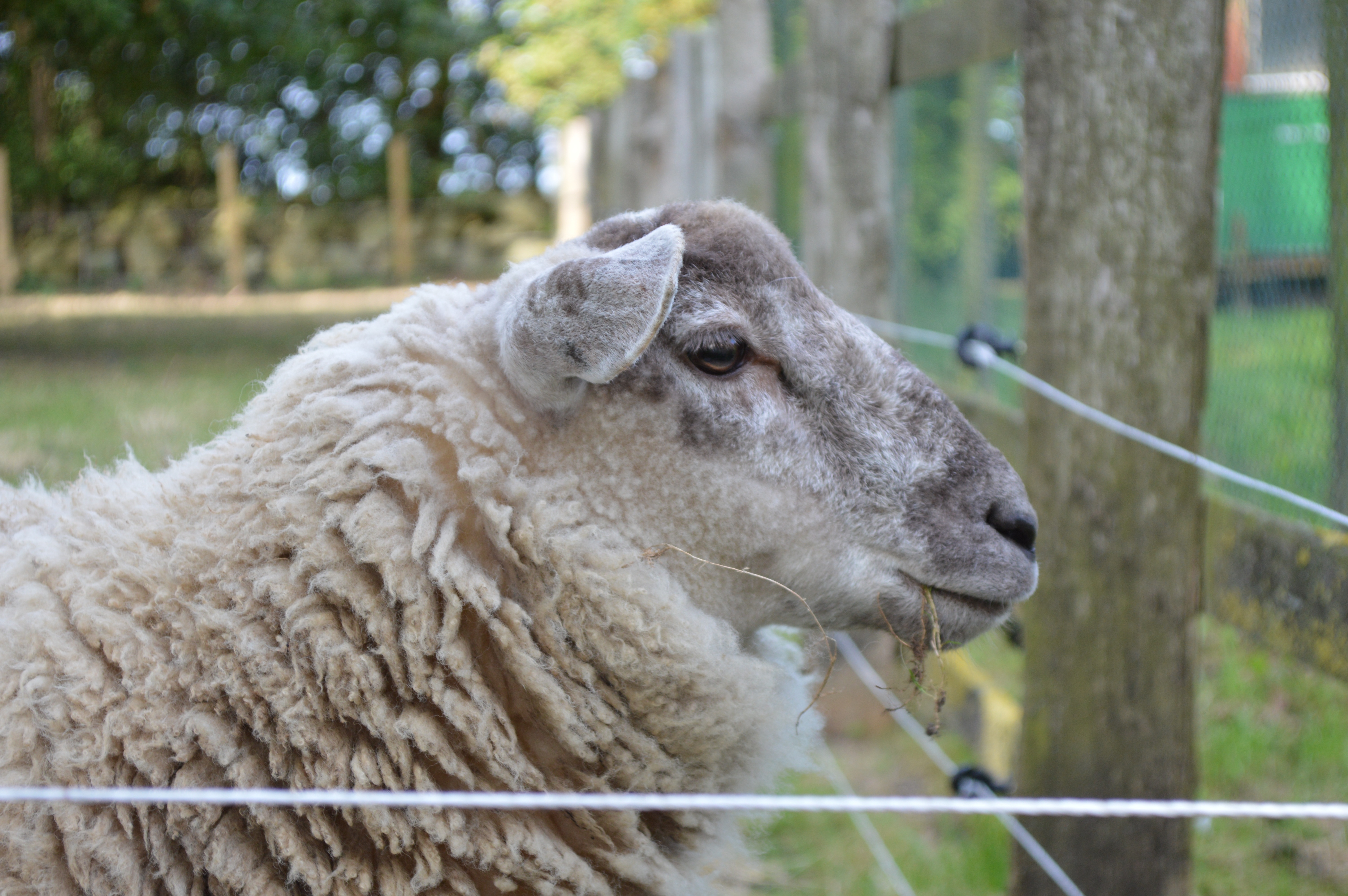 Sheep Close Up Farm free image download