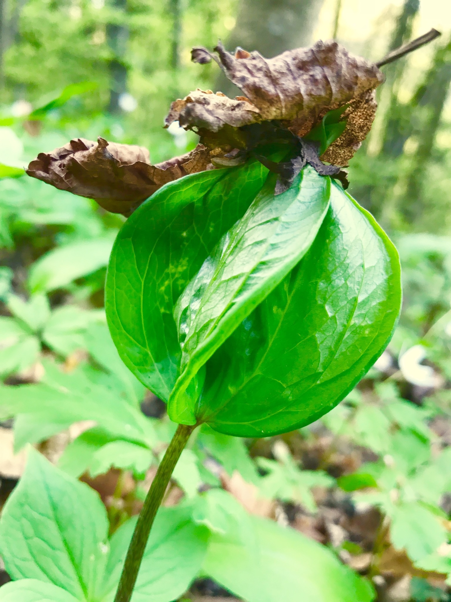 Nature Plant Environment free image download