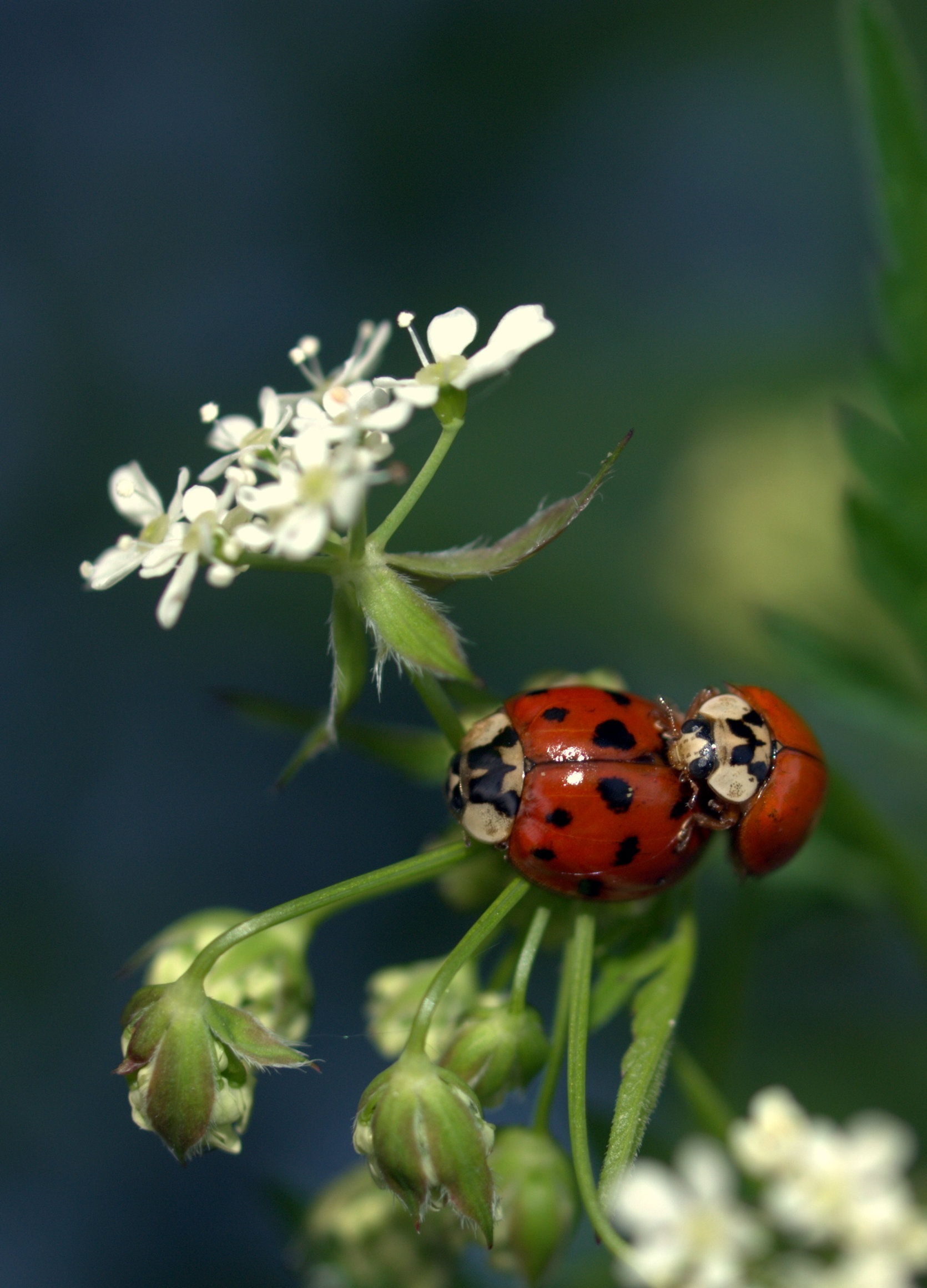 Insect Nature Flora free image download
