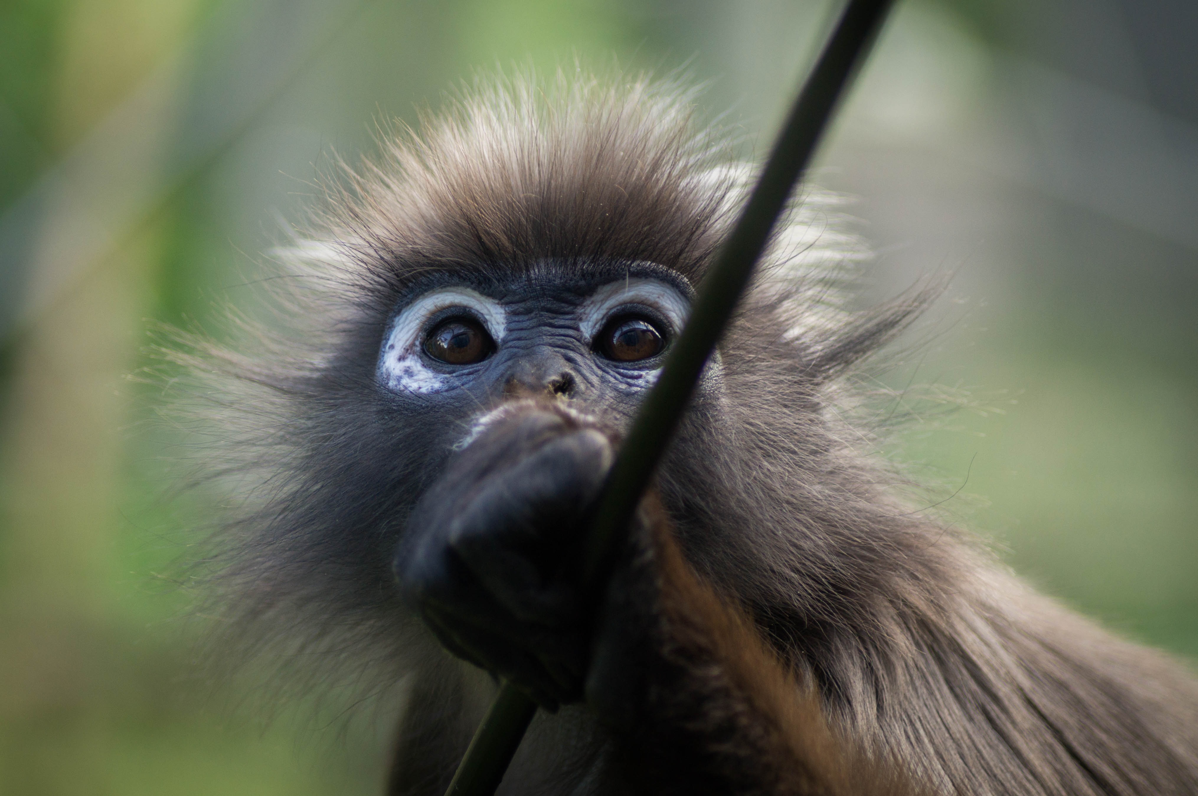 Monkey Primate Wildlife free image download