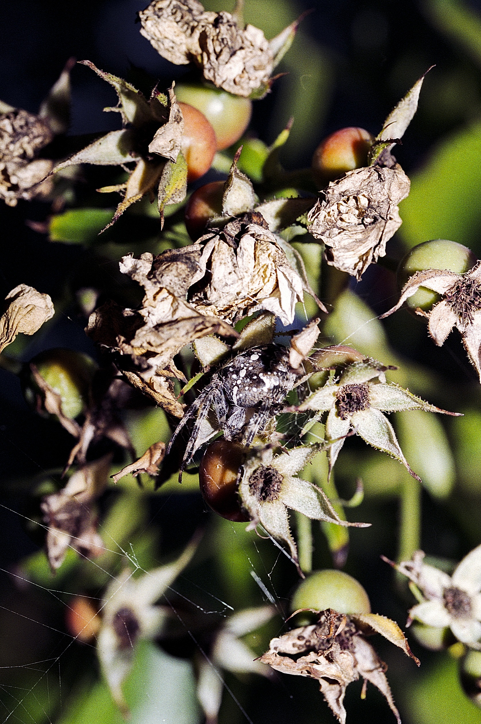 Spider Rose Nature free image download