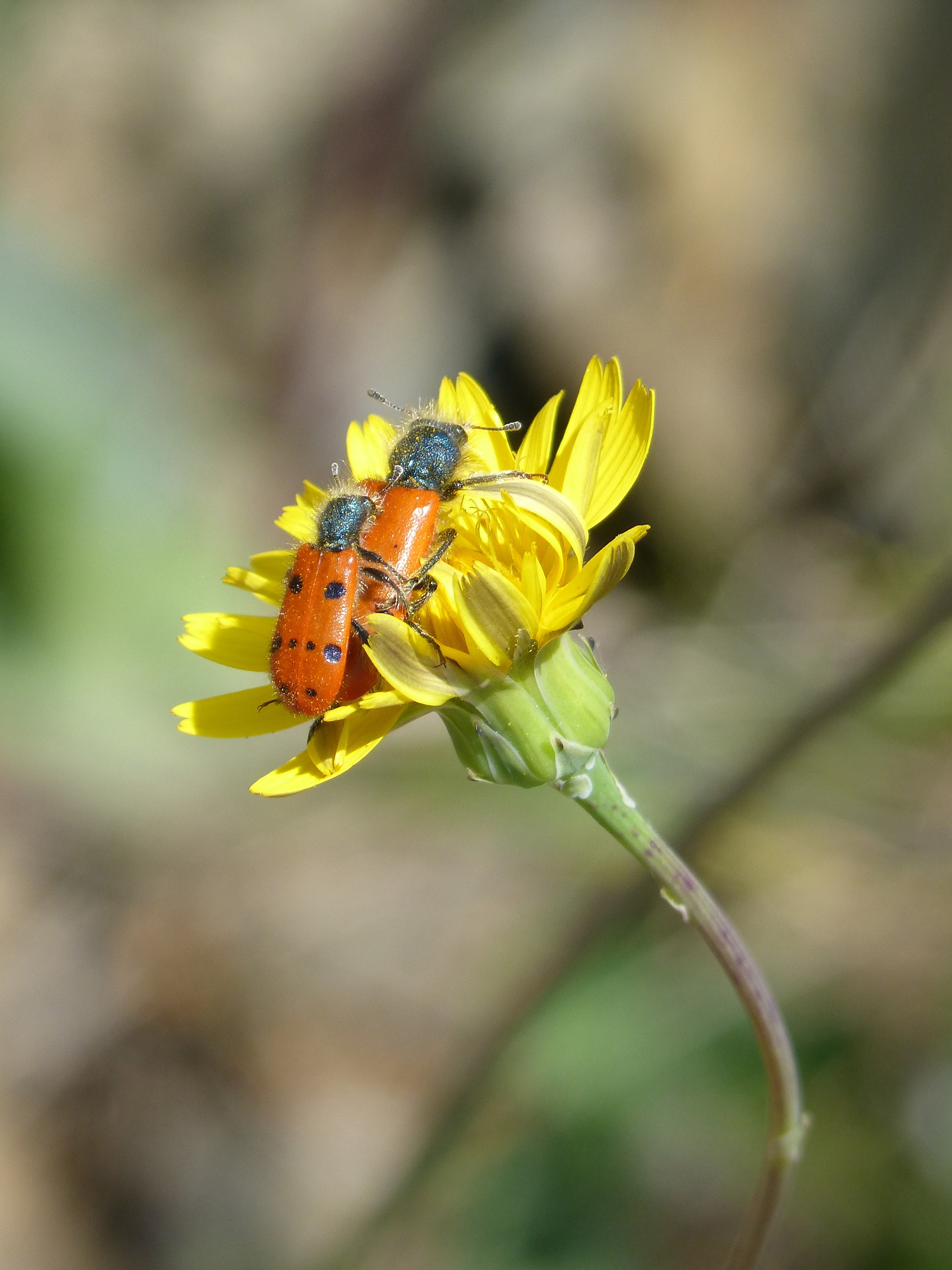 Beetle Meloideo False Ladybird free image download