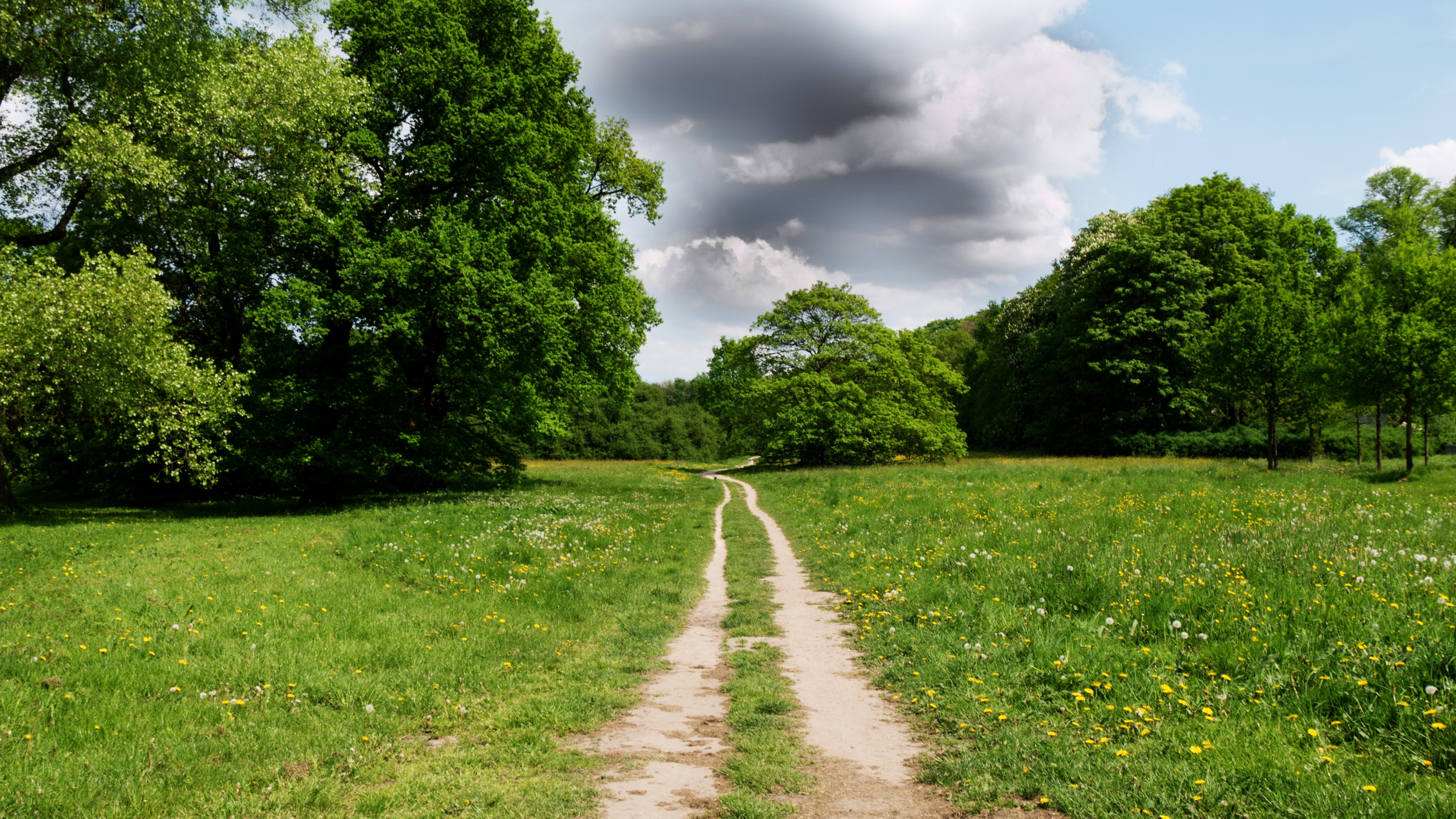 Nature Tree Grass free image download