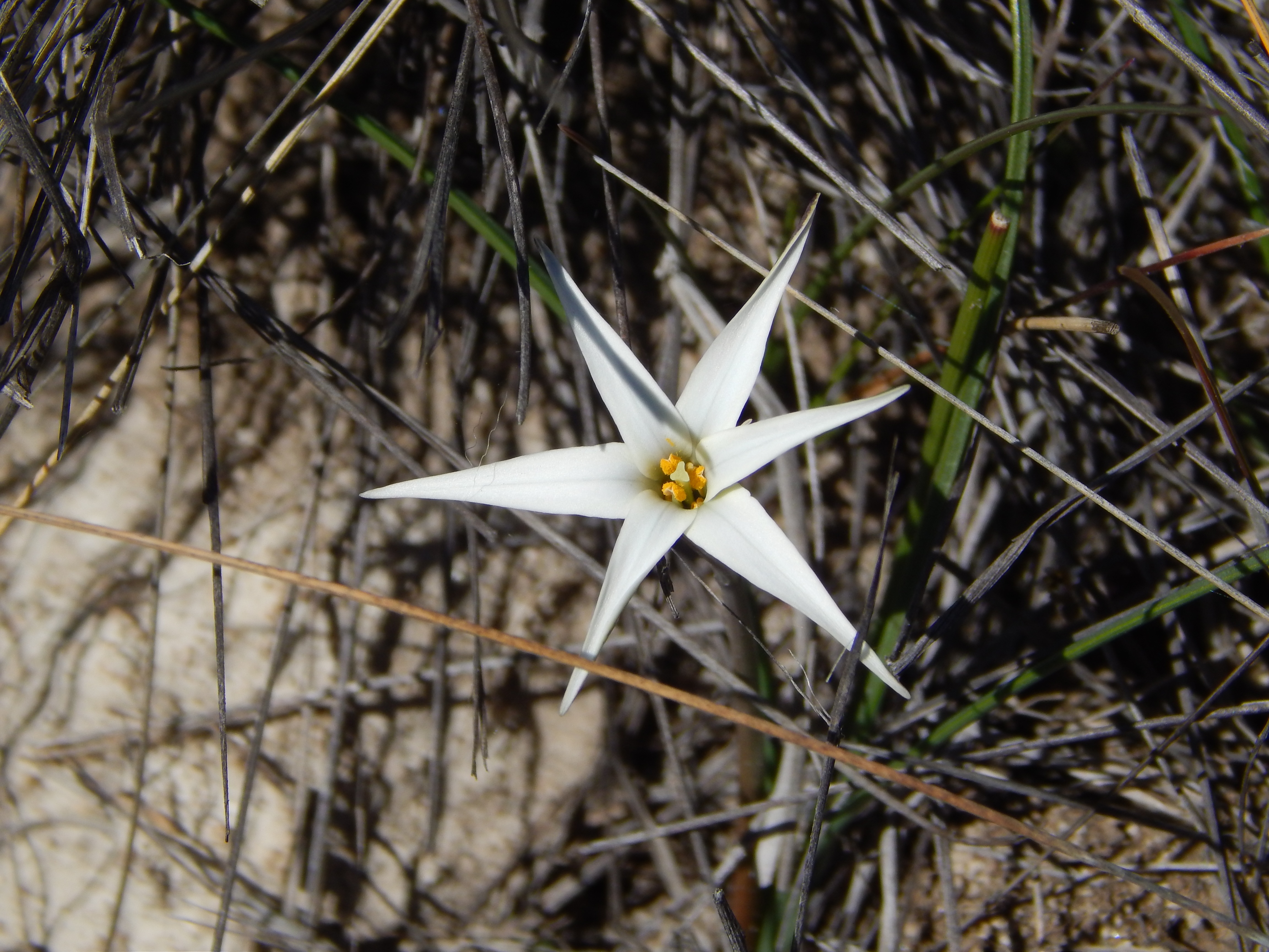 Flower Plateau free image download