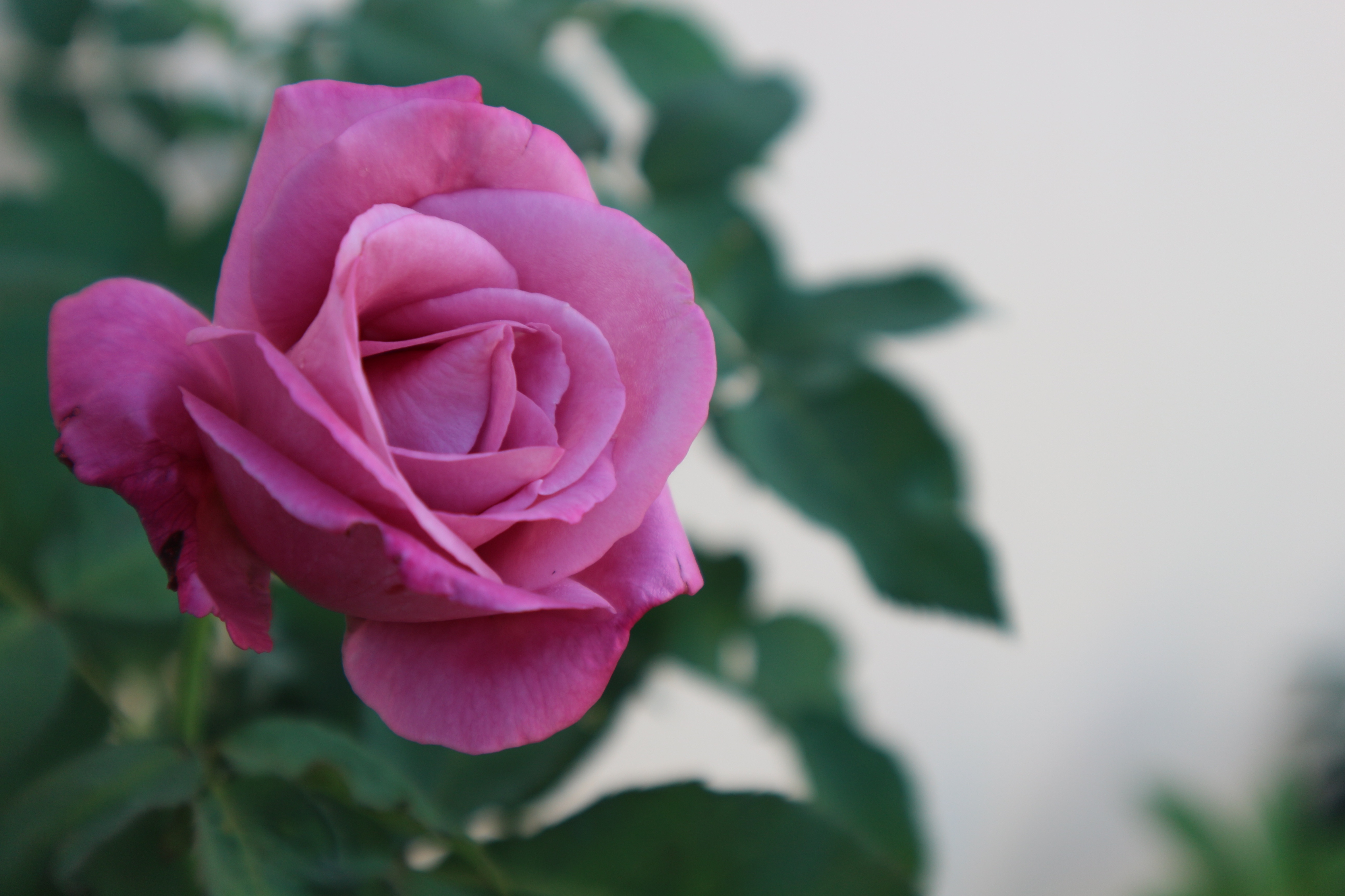 Rose Purple free image download