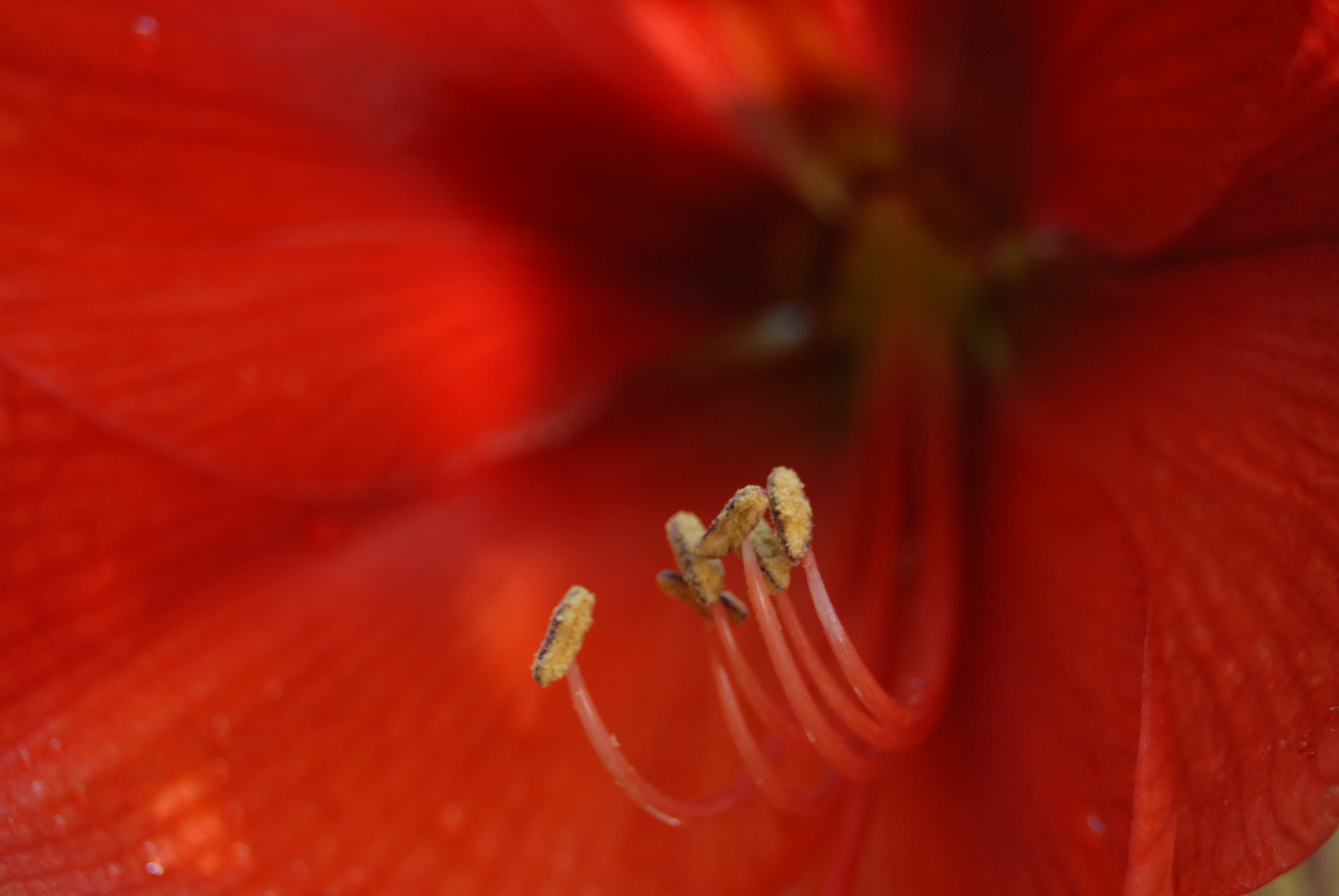 Flower Flora free image download