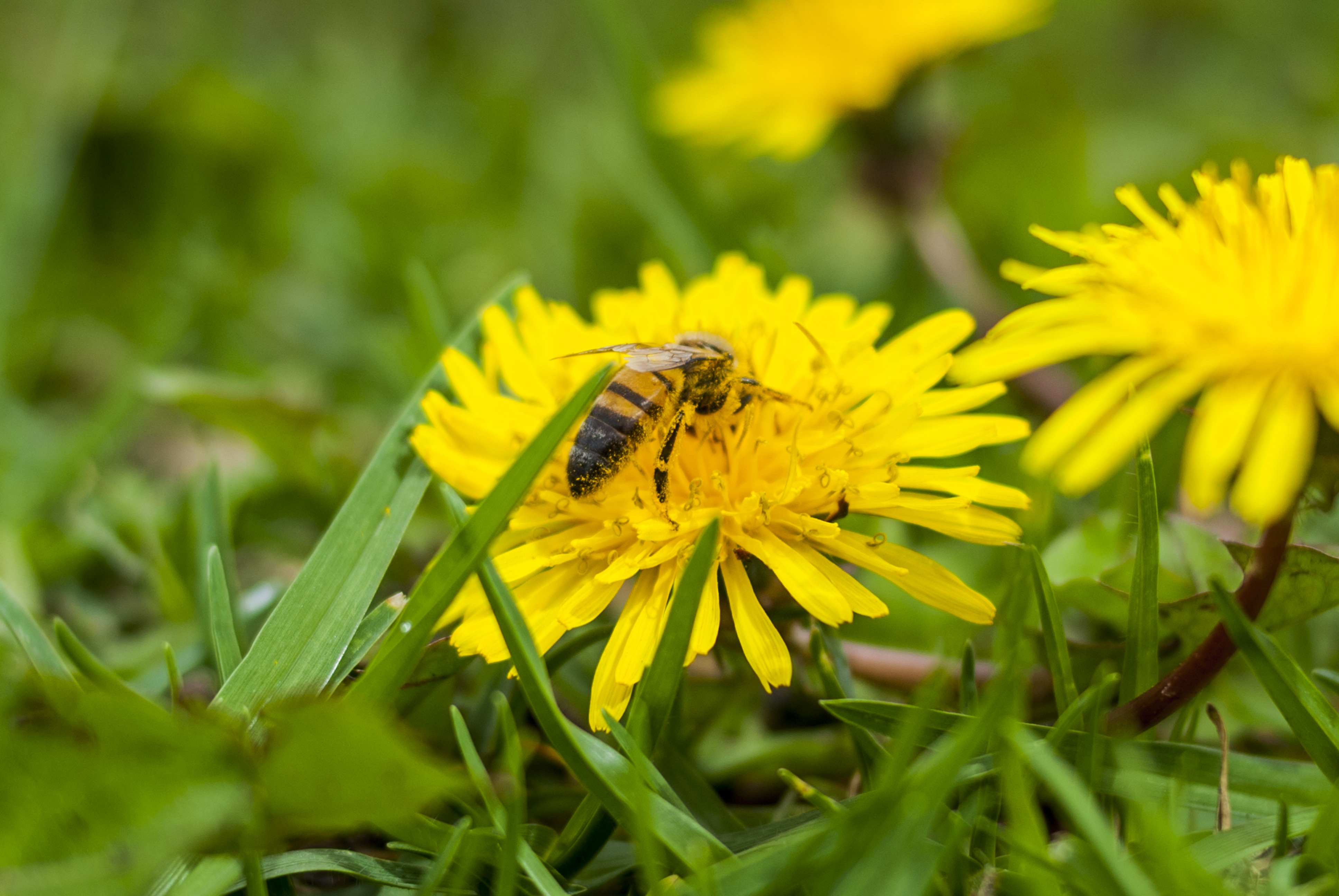Bee Nature Flower free image download