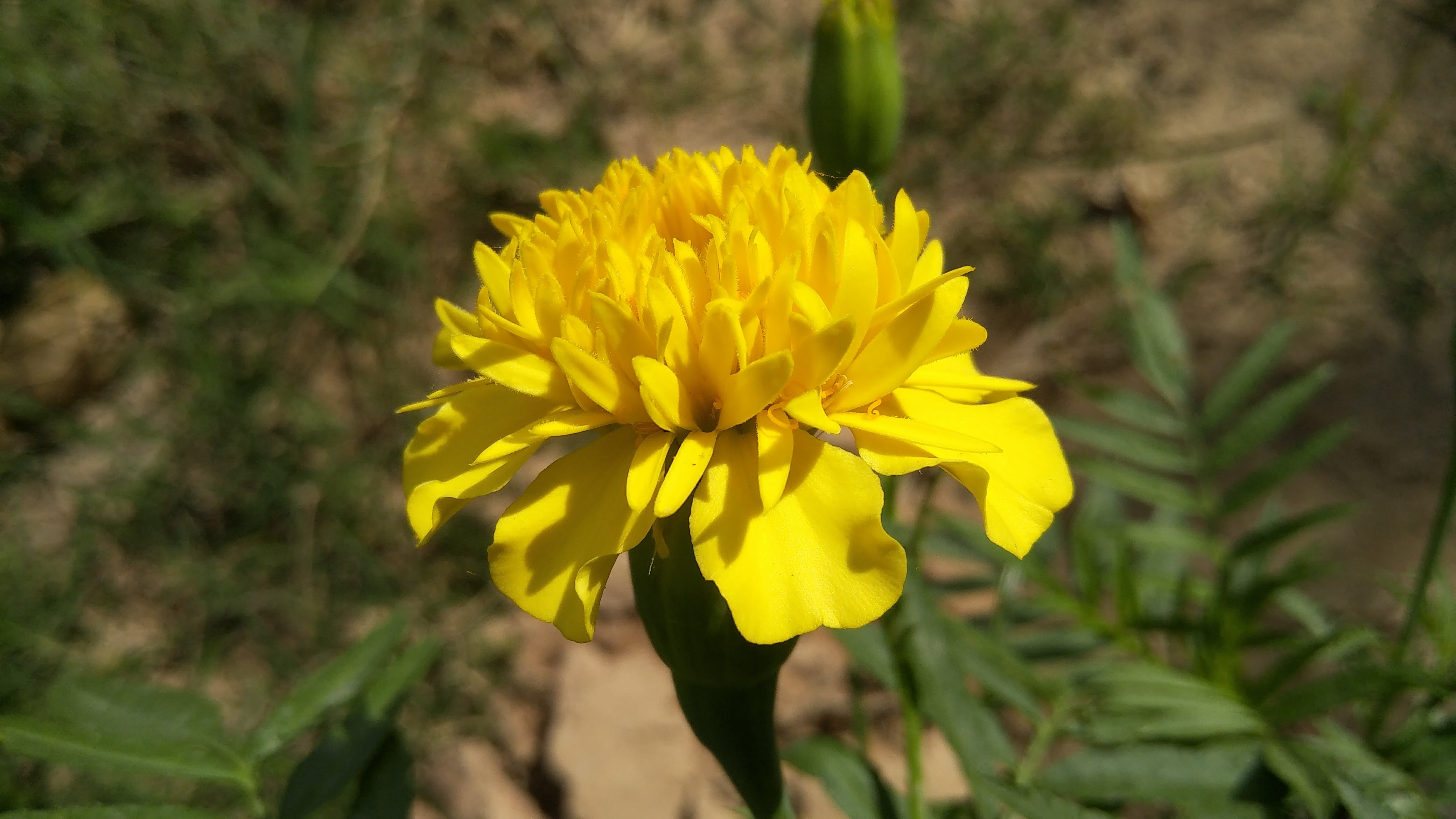 Flower Marigold free image download