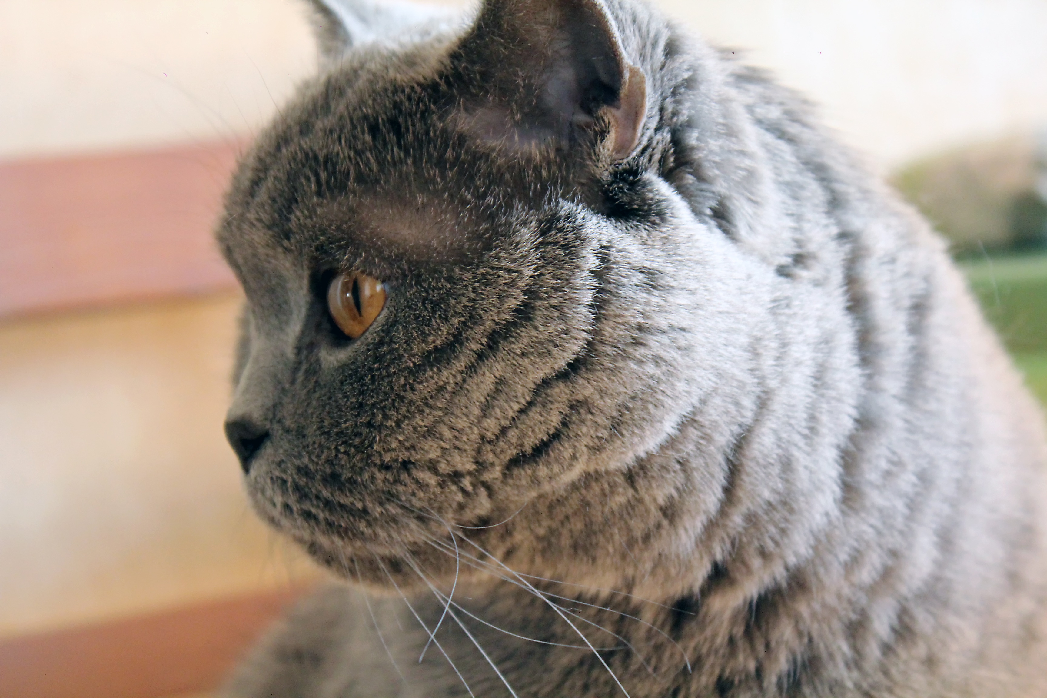 Animals Cute Mammals free image download