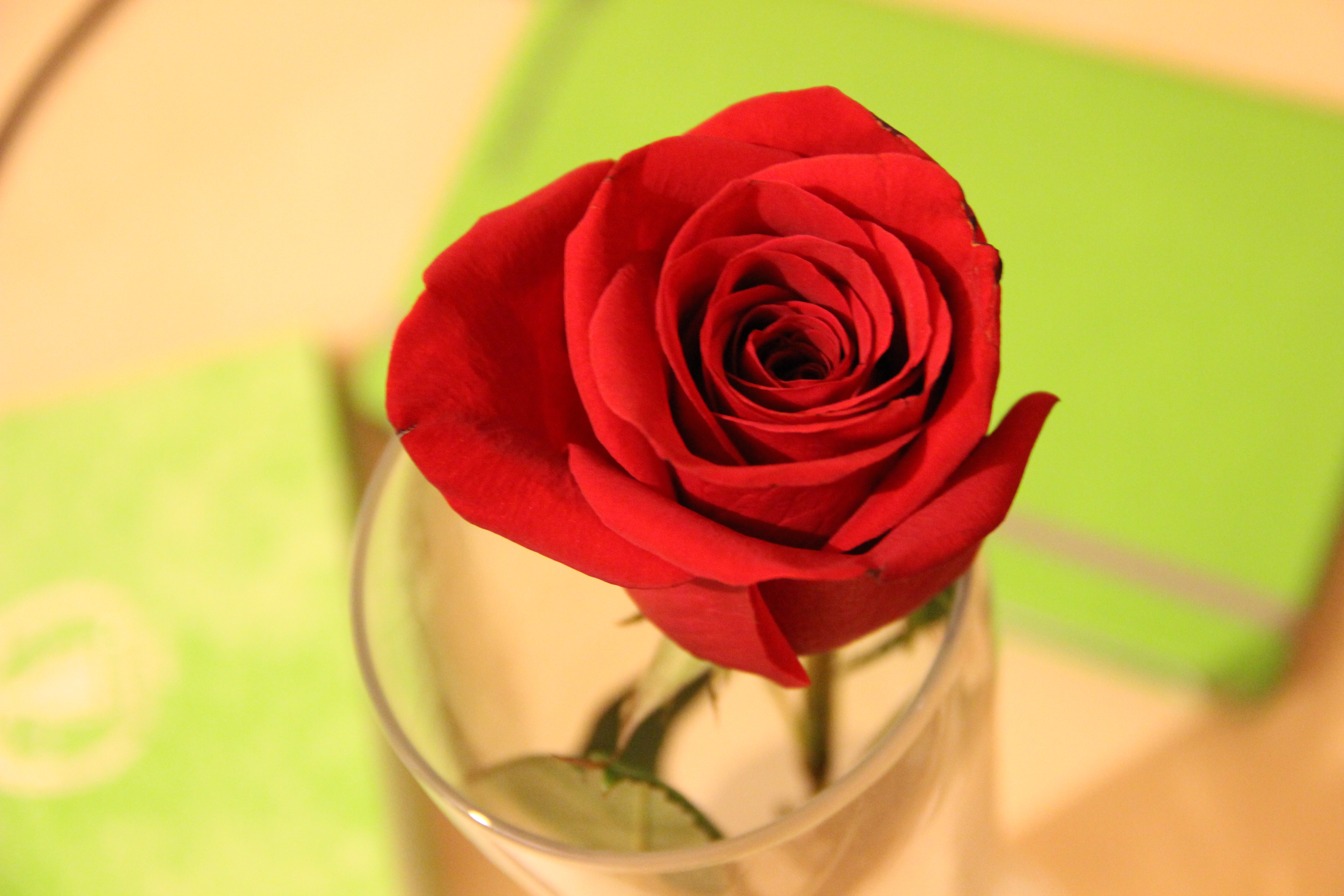 Flower Love Scam Rose free image download