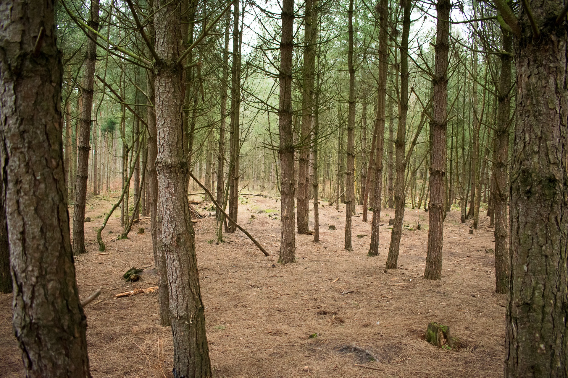 Tree Wood Nature free image download
