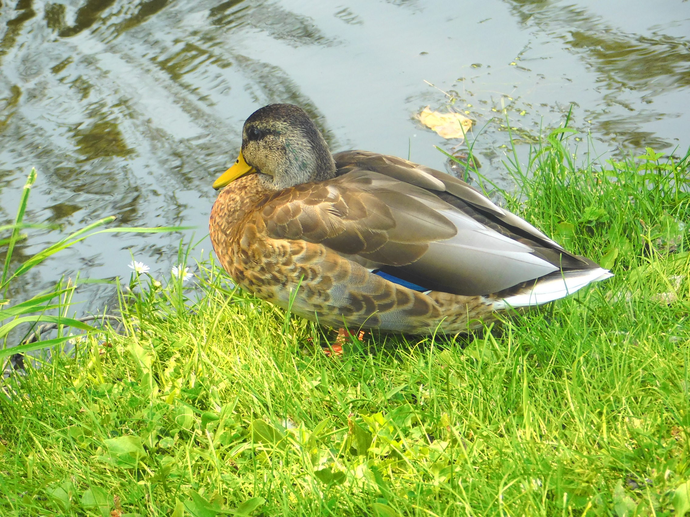 Duck Bird Water free image download