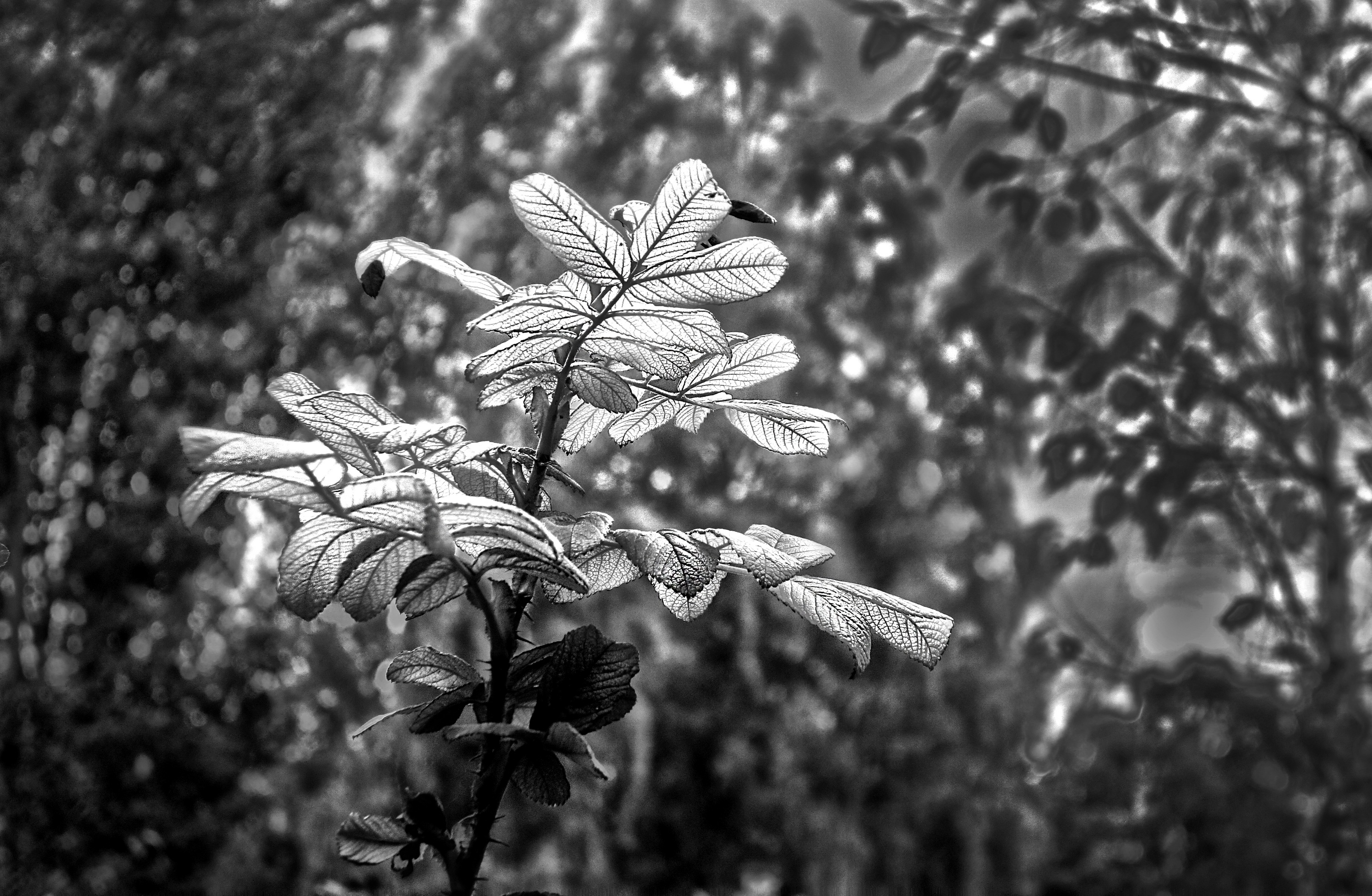 Leaf Branch Foliage free image download