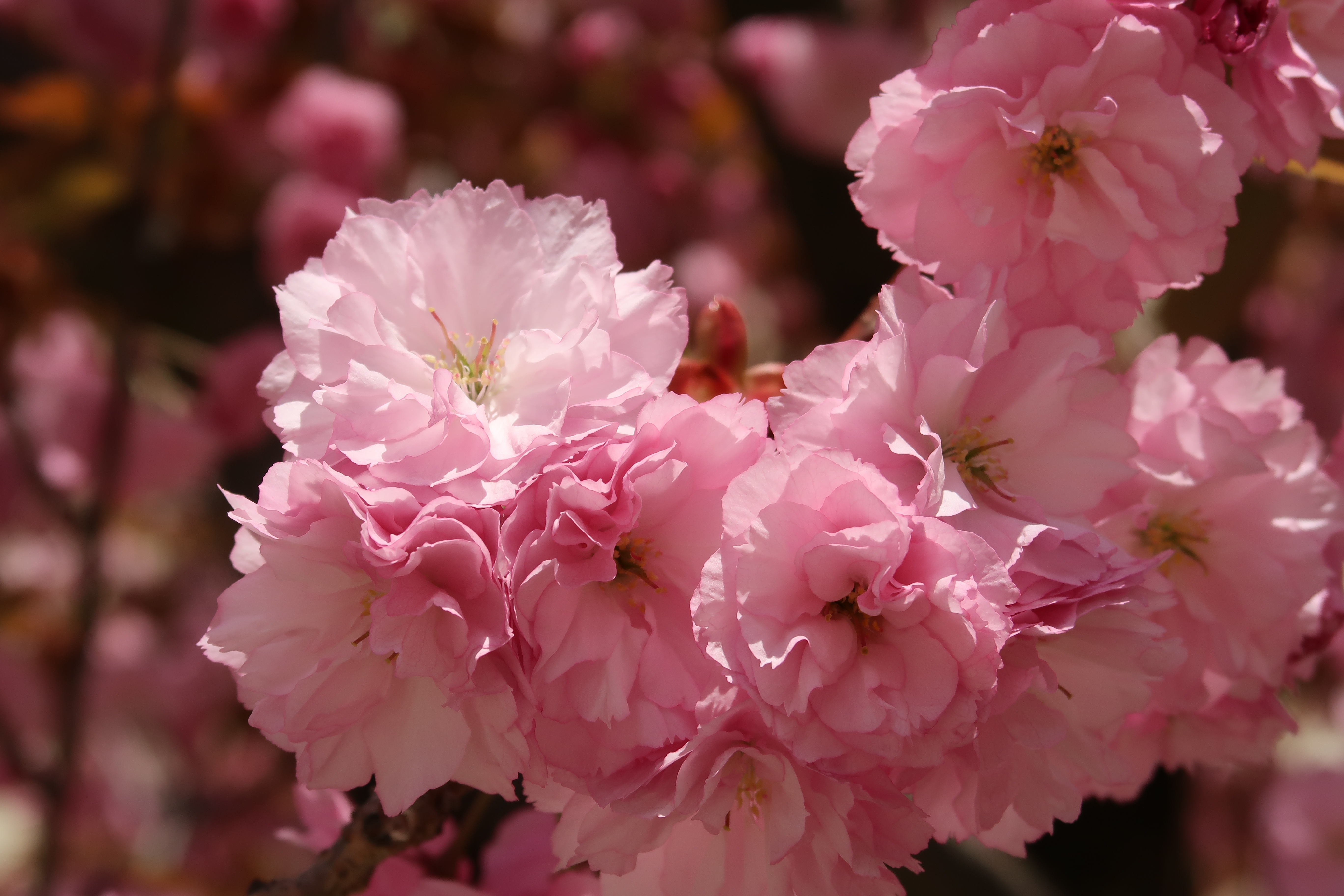 Spring Cherry Blossom Garden free image download