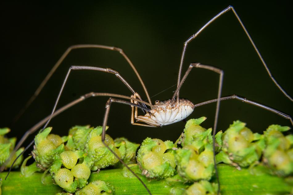 Spider Macro Weber Servant Close free image download