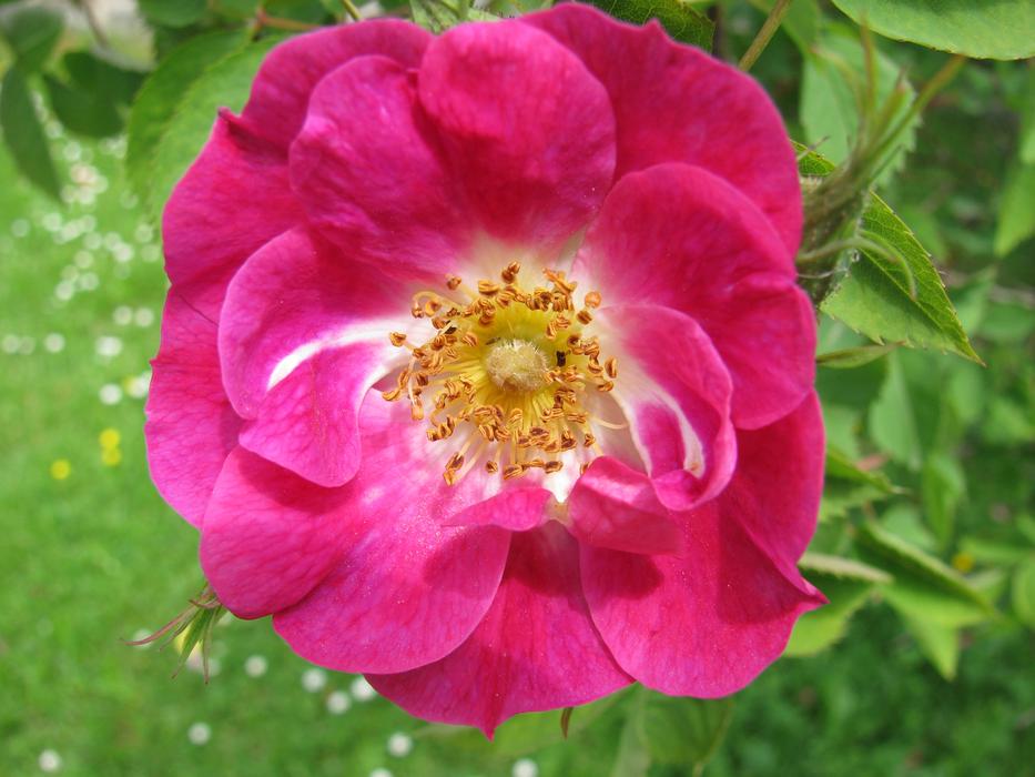 Wild Rose Nature free image download