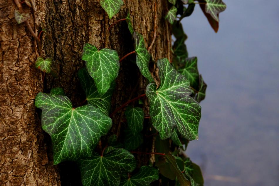 Leaf Tree Ivy free image download