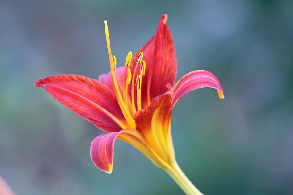 Flower Red Nature free image download
