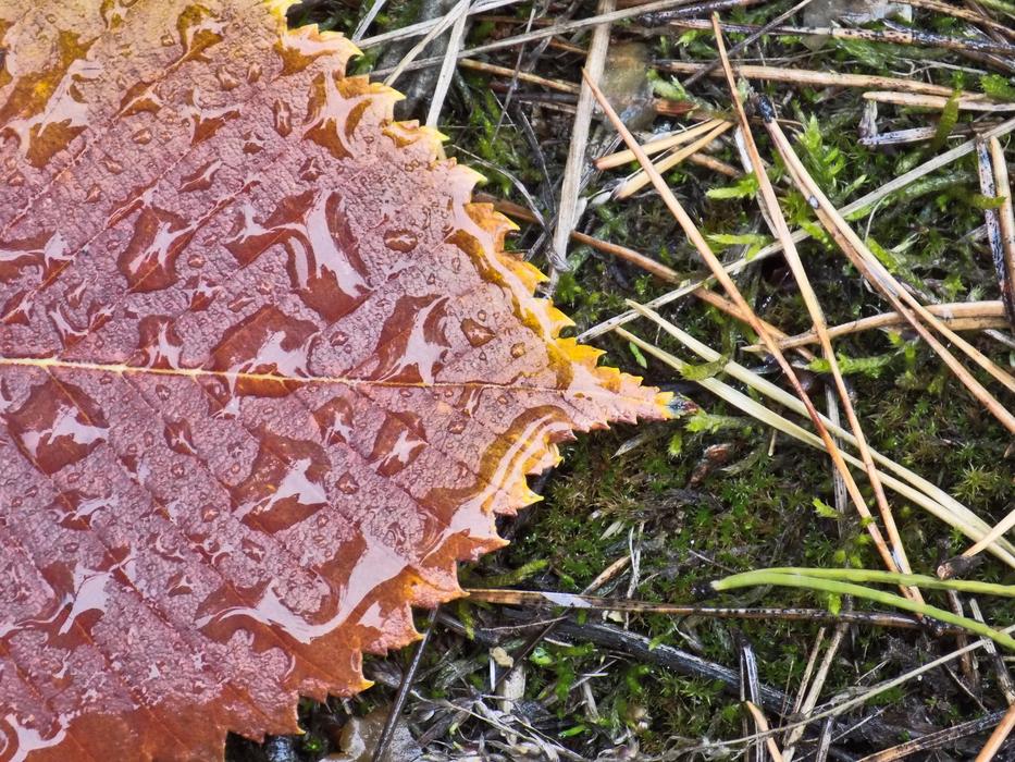 Sheet Autumn Drops free image download