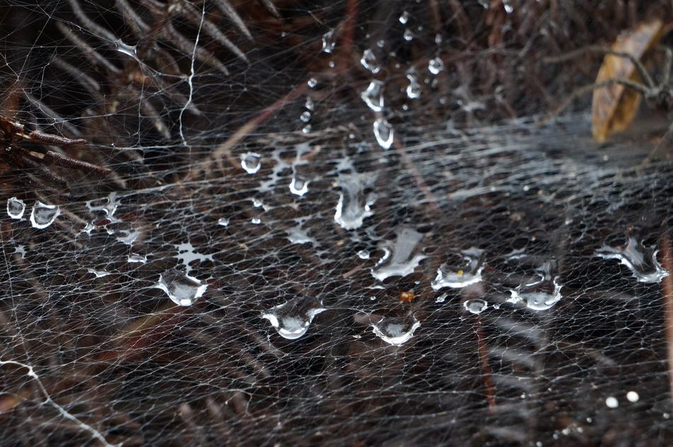 Drops Net Nature free image download