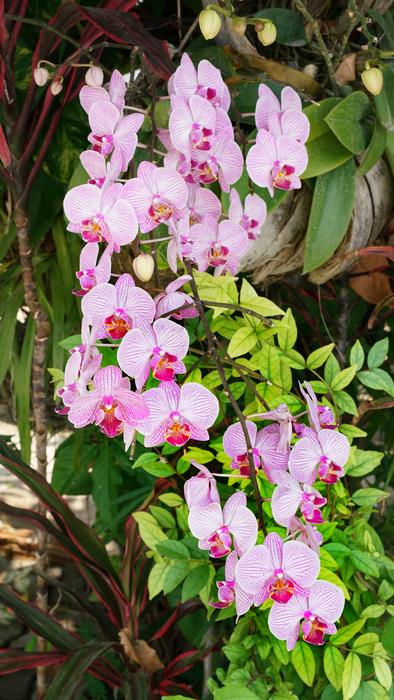 Orchid Flower Cascade free image download