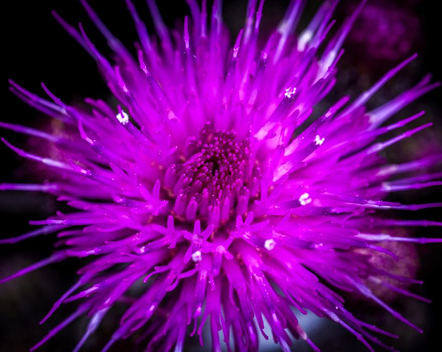 No One Nature Flower free image download