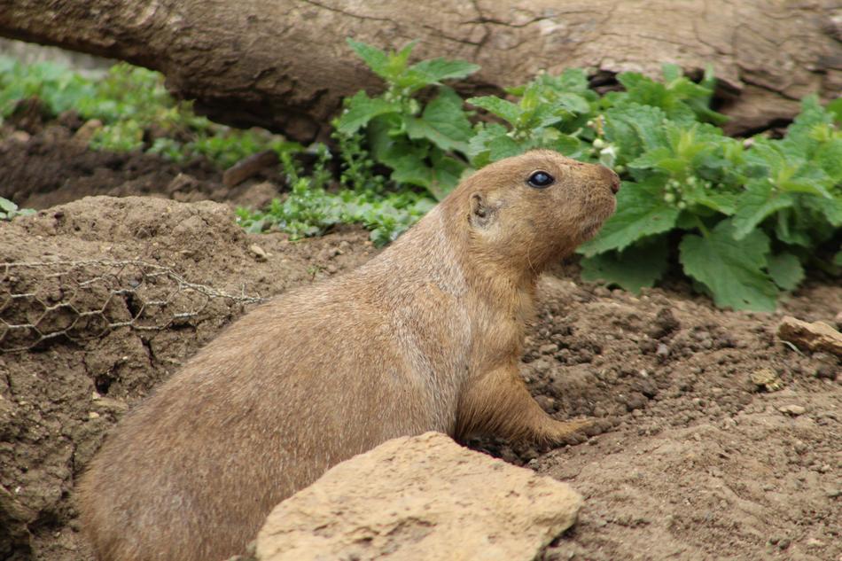 Groundhog Animal Burrow free image download