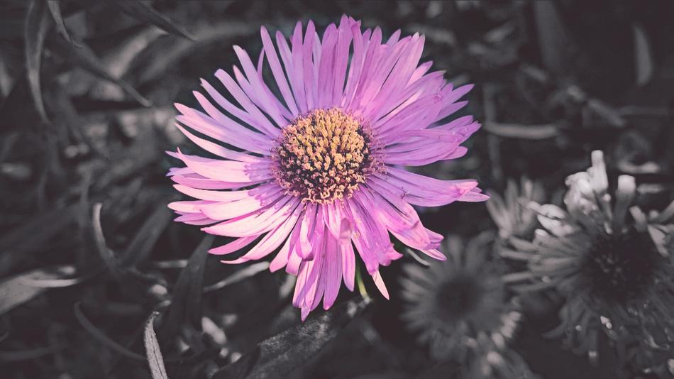Flower Pink Color free image download