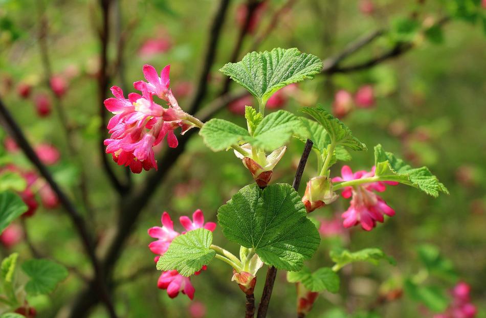 Currant Decorative Ornamental free image download