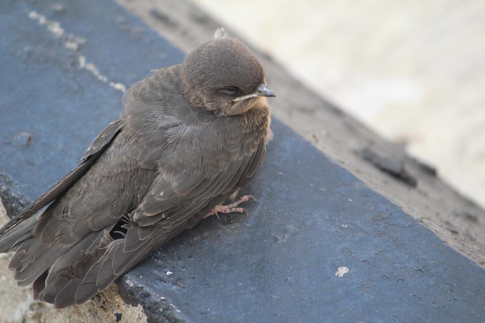 Bird Small Scared Closed free image download