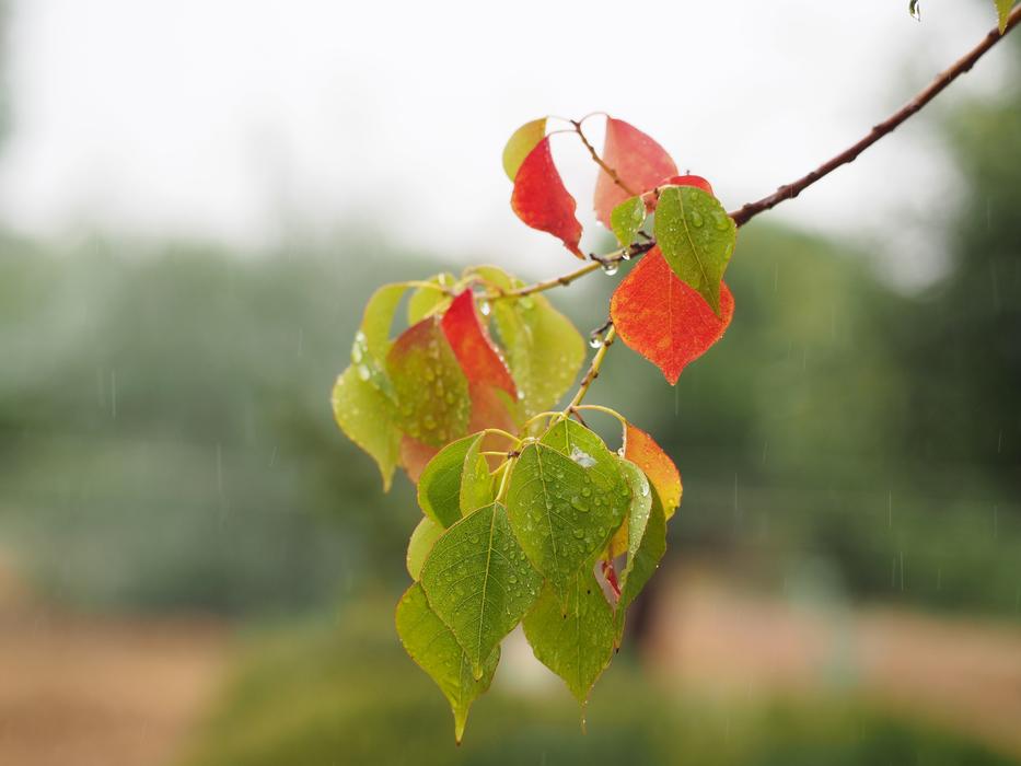Autumn Color Branch Nature free image download