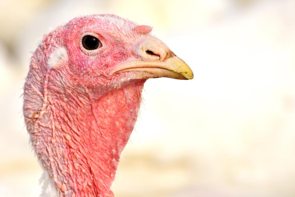 Turkeys Birds Poultry free image download